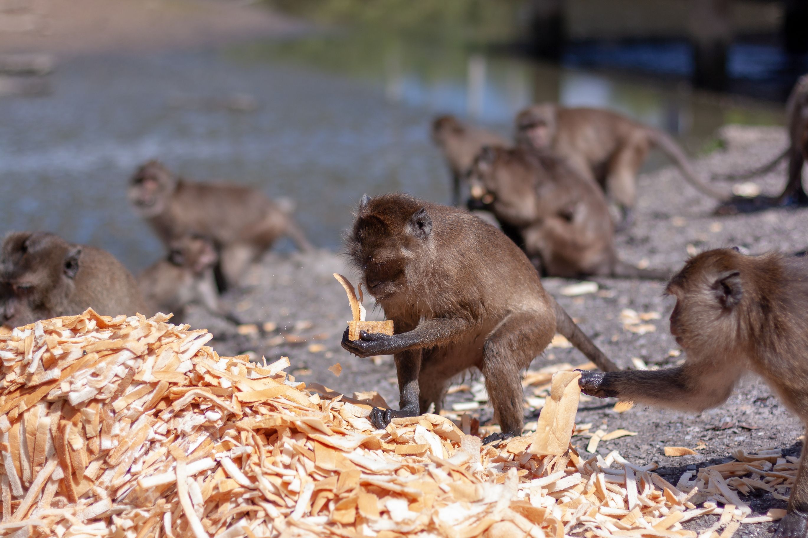 Forty-Three Monkeys Escaped From Alpha Genesis Research Facility in ...