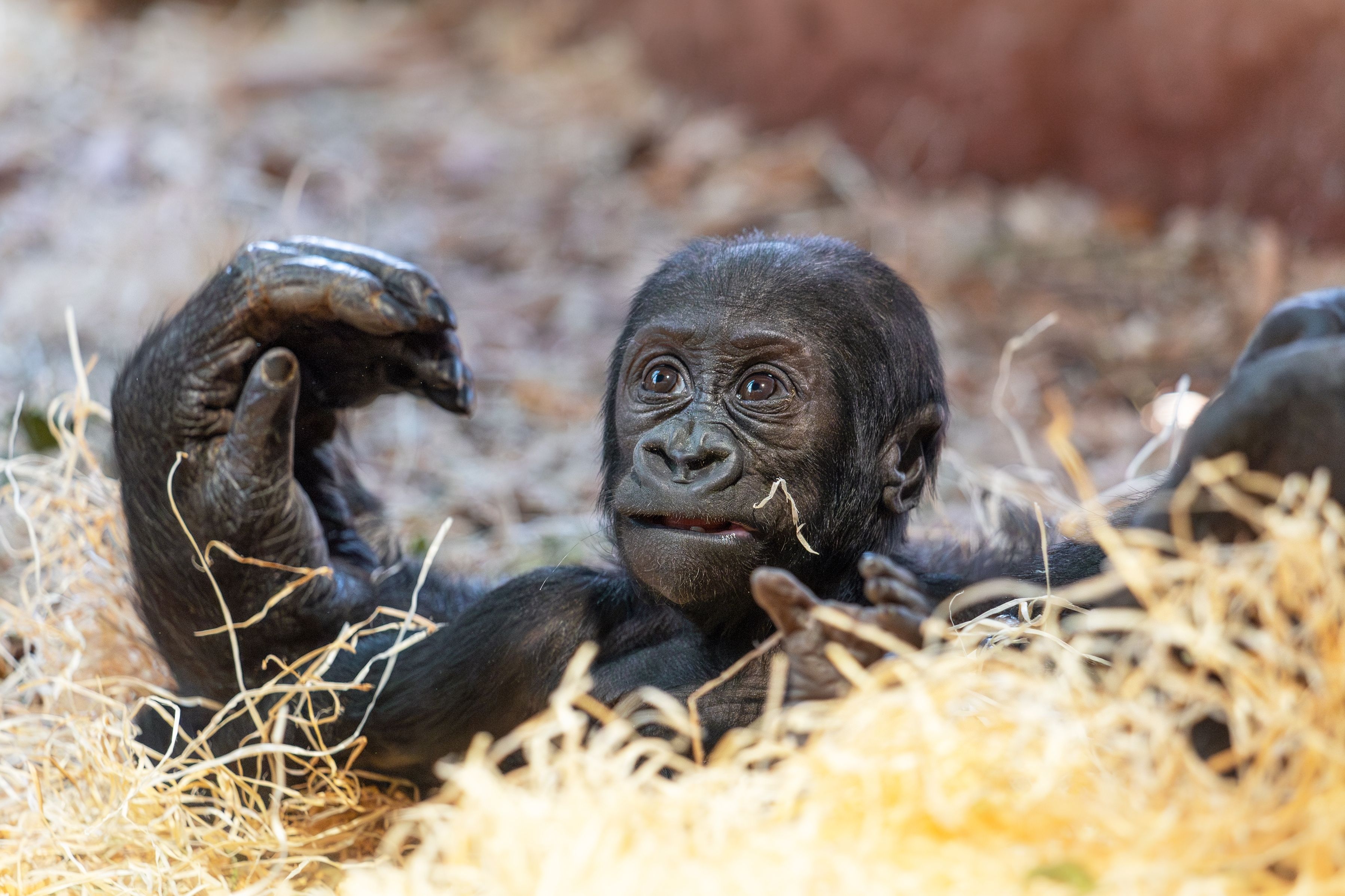 Senseless and Tragic Death of Young Two-Year-Old Gorilla at Canadian ...