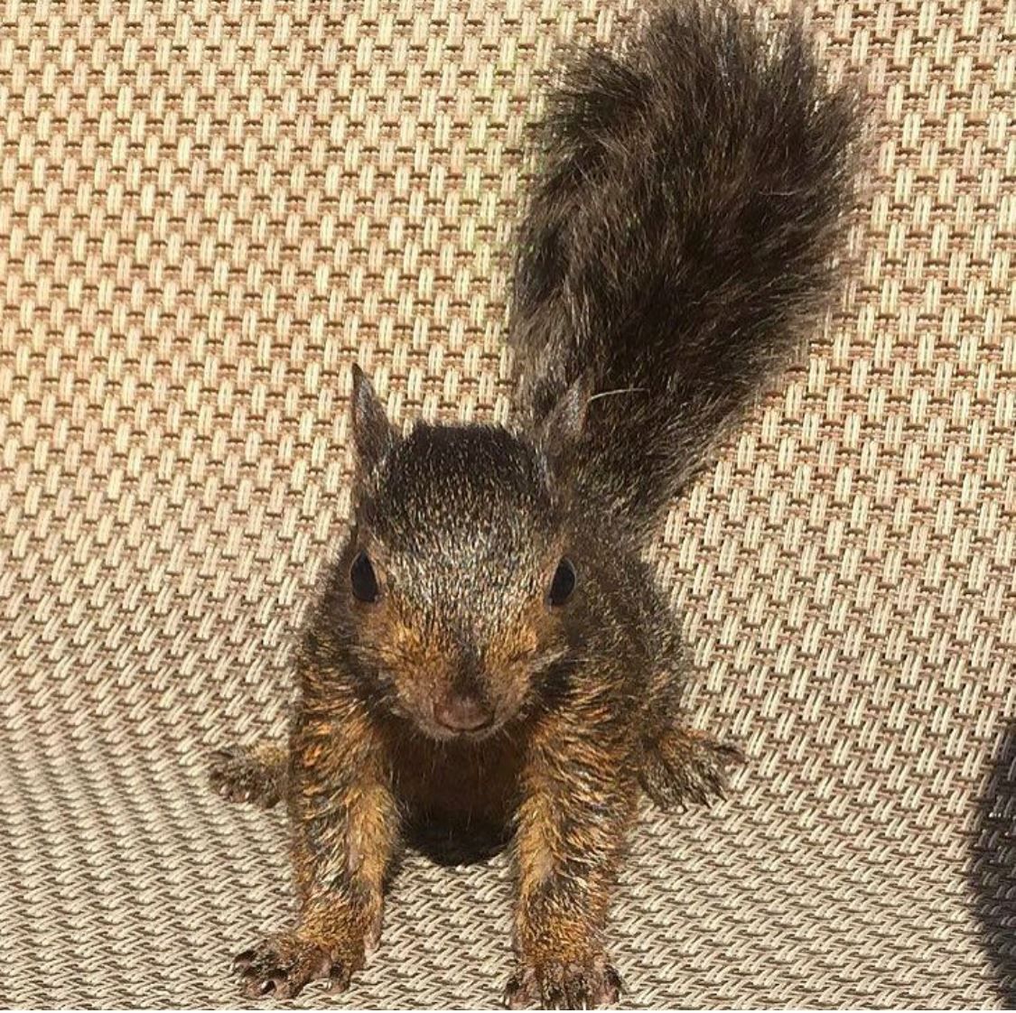 Peanut the Squirrel's Tragic Fate Was Sealed by New York State Authorities the Moment the ...