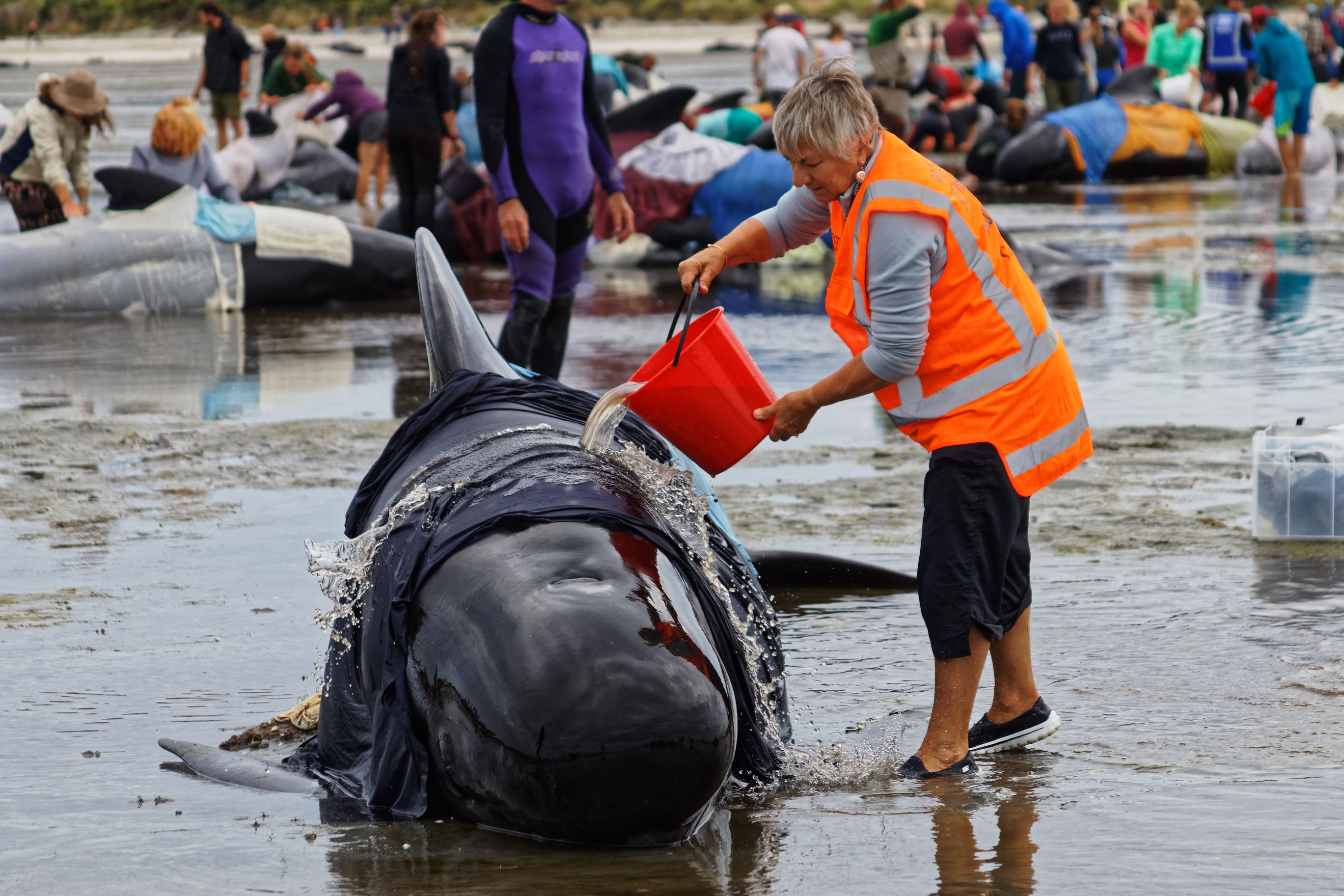 New Zealanders Gather in Unity to Rescue Pod of 30 Pilot Whales After ...