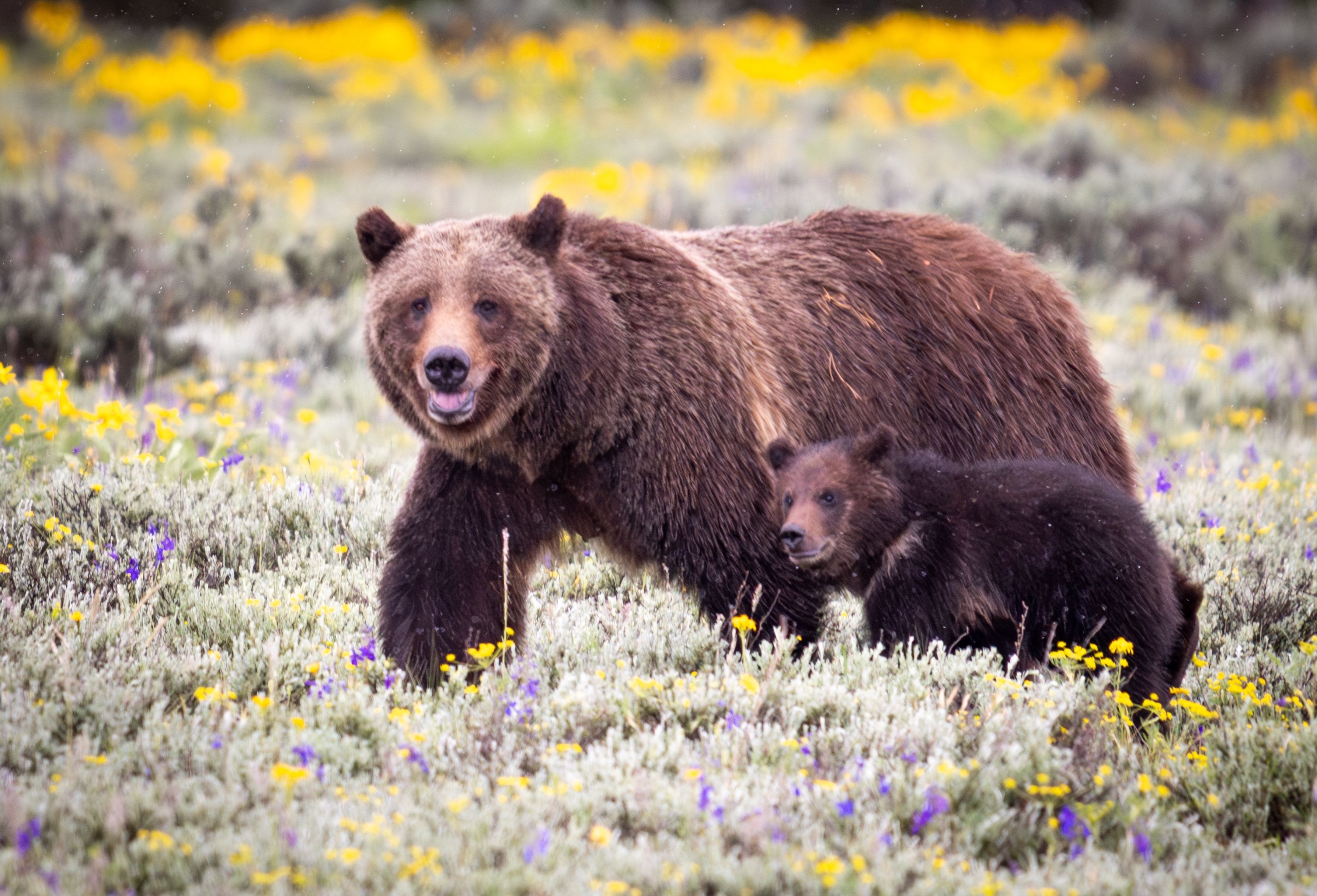 Grand Teton National Park Grizzly Bear Killed by Vehicle in Wyoming ...