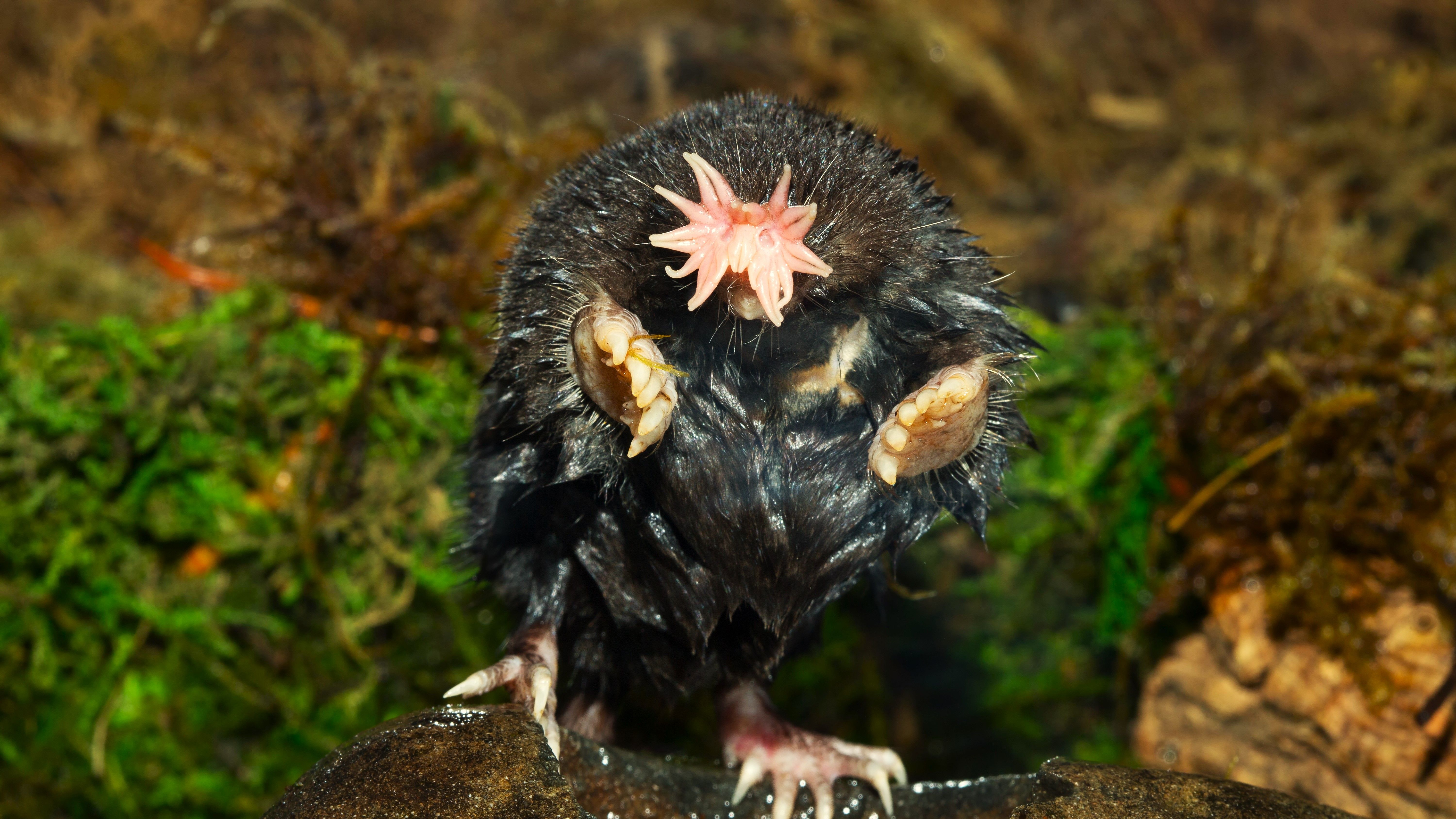 10 Creatures That Look Like Actual Aliens (& Where They're Found)