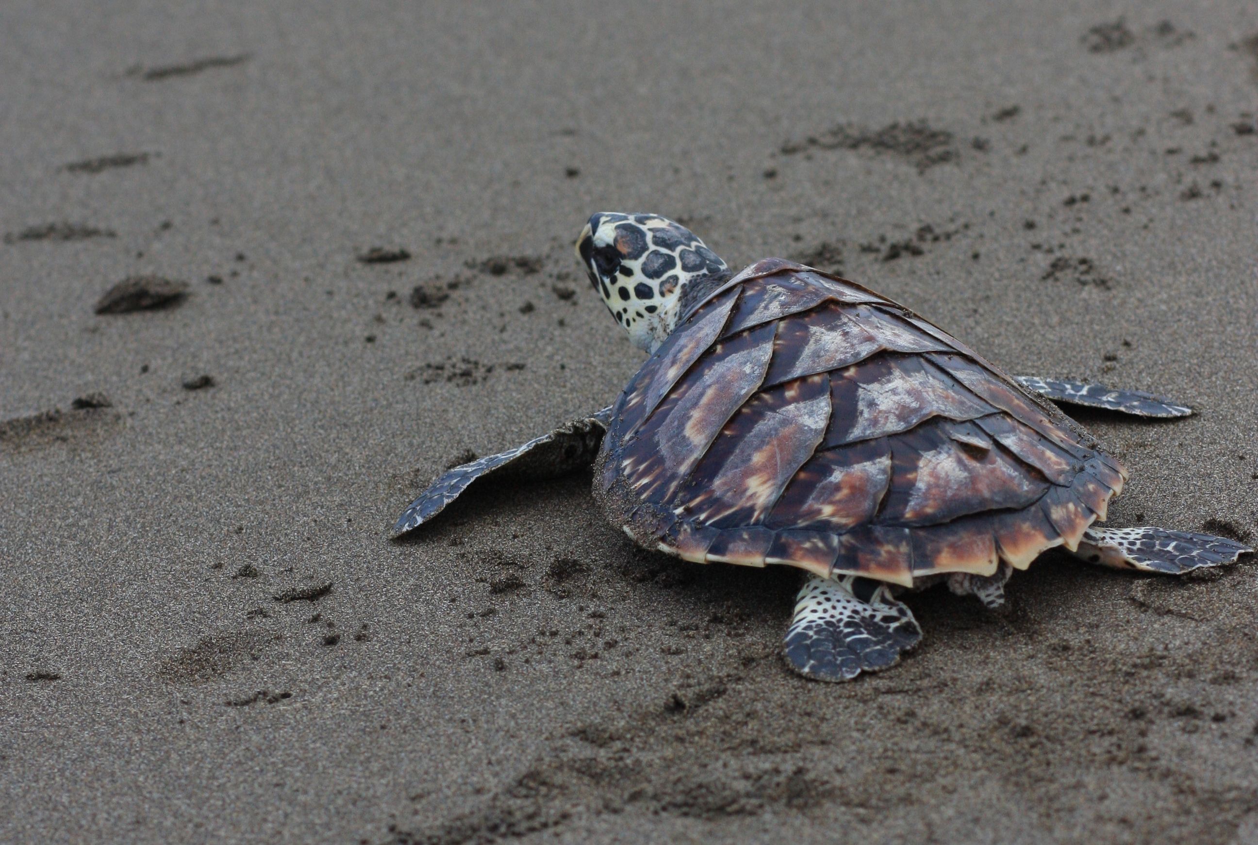 6 Critically Endangered Turtle Species (& Why You Should Care)