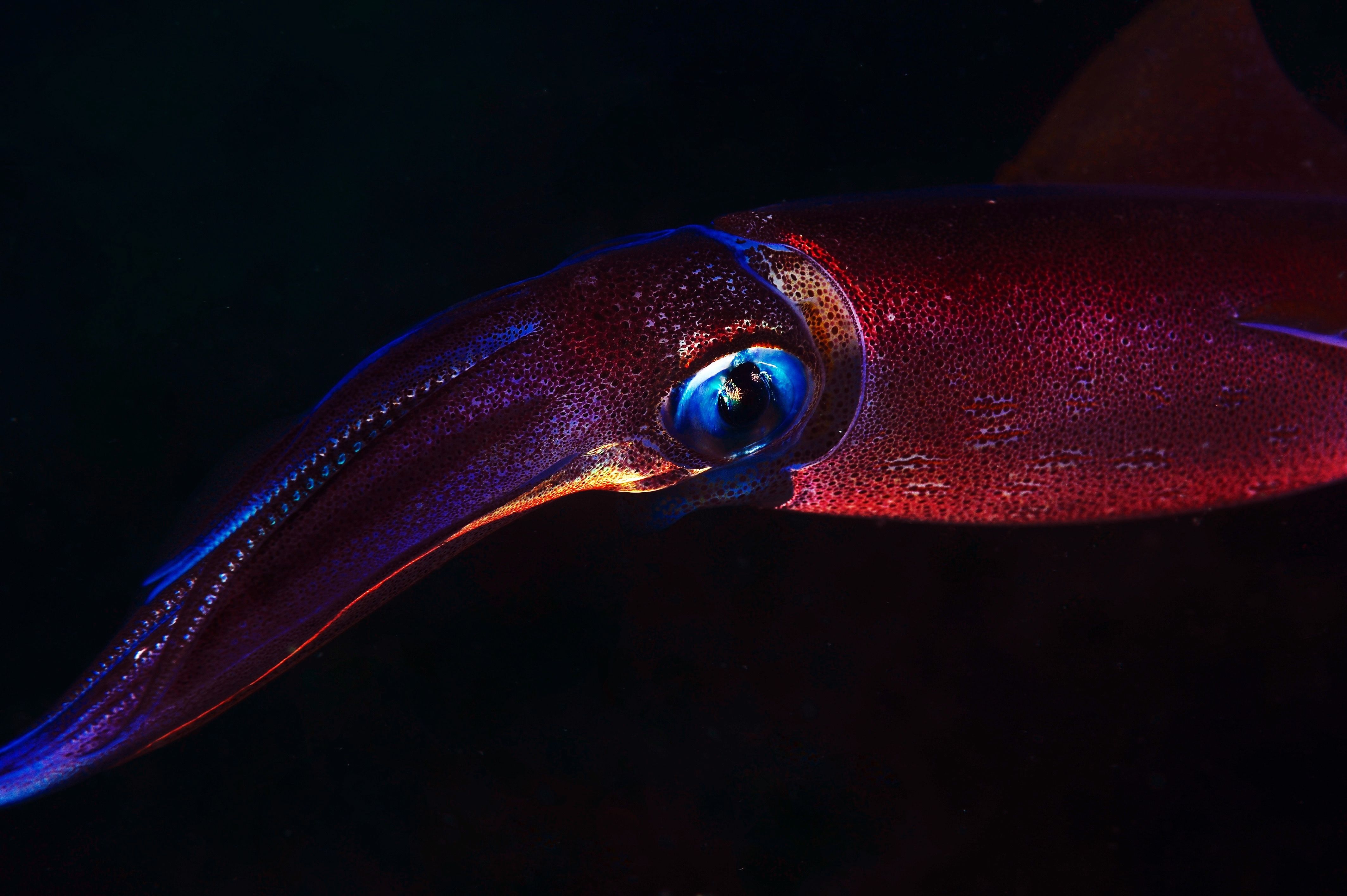 A Giant Sea Monster Was Just Filmed Carrying Something Incredible In ...