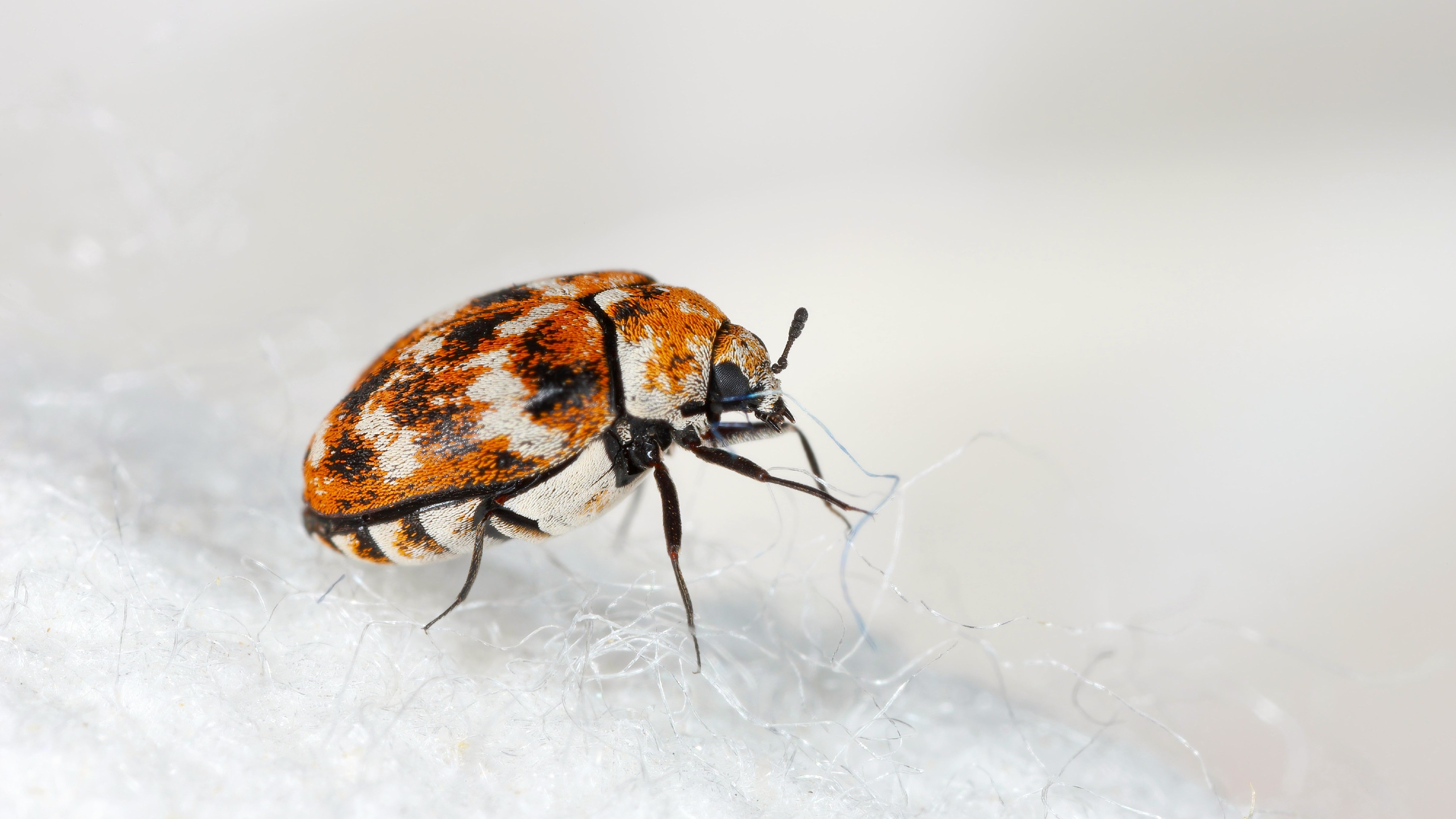 Live For A Day: 10 Creatures With The Shortest Lifespans In The World