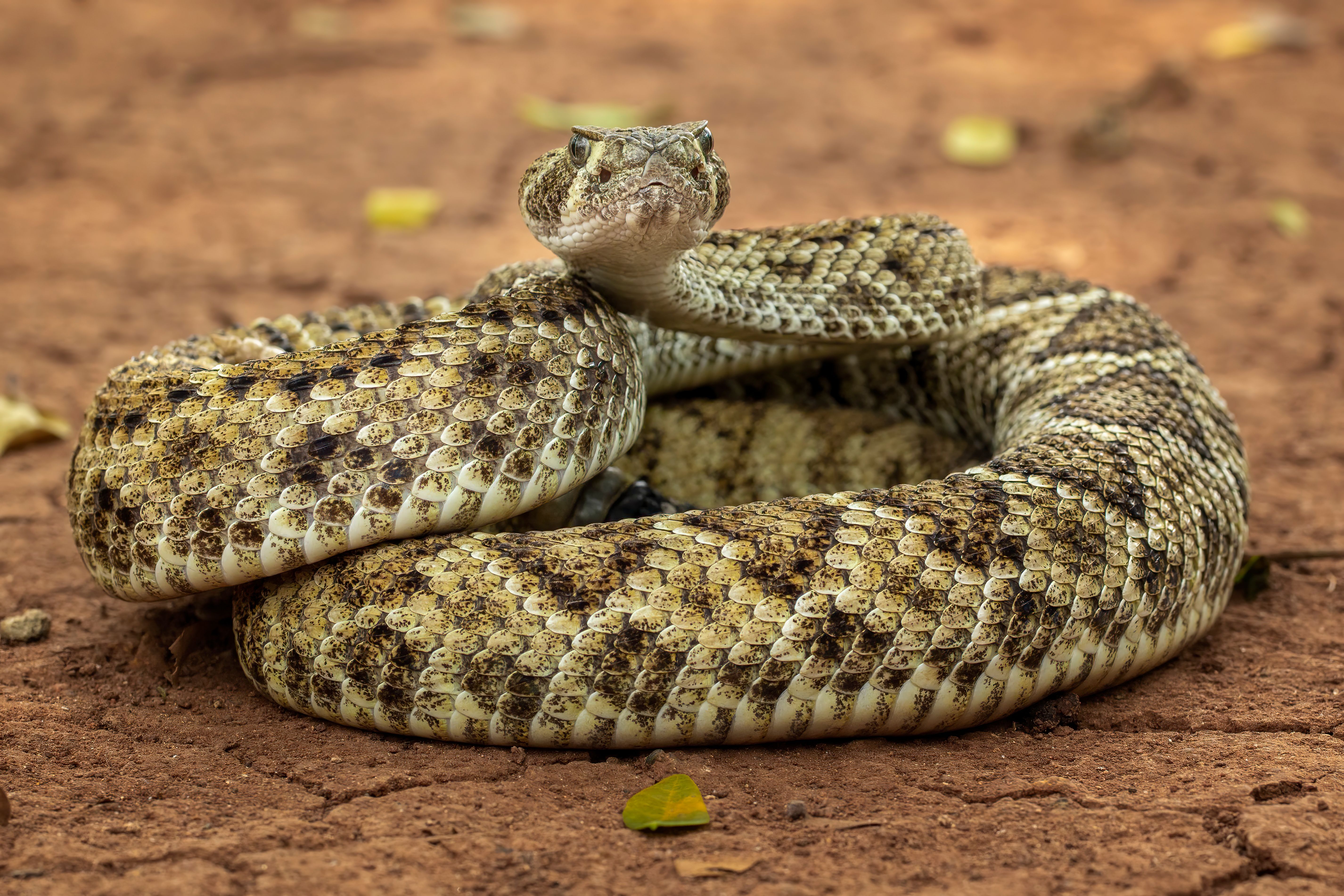 Crotalus Atrox Bites