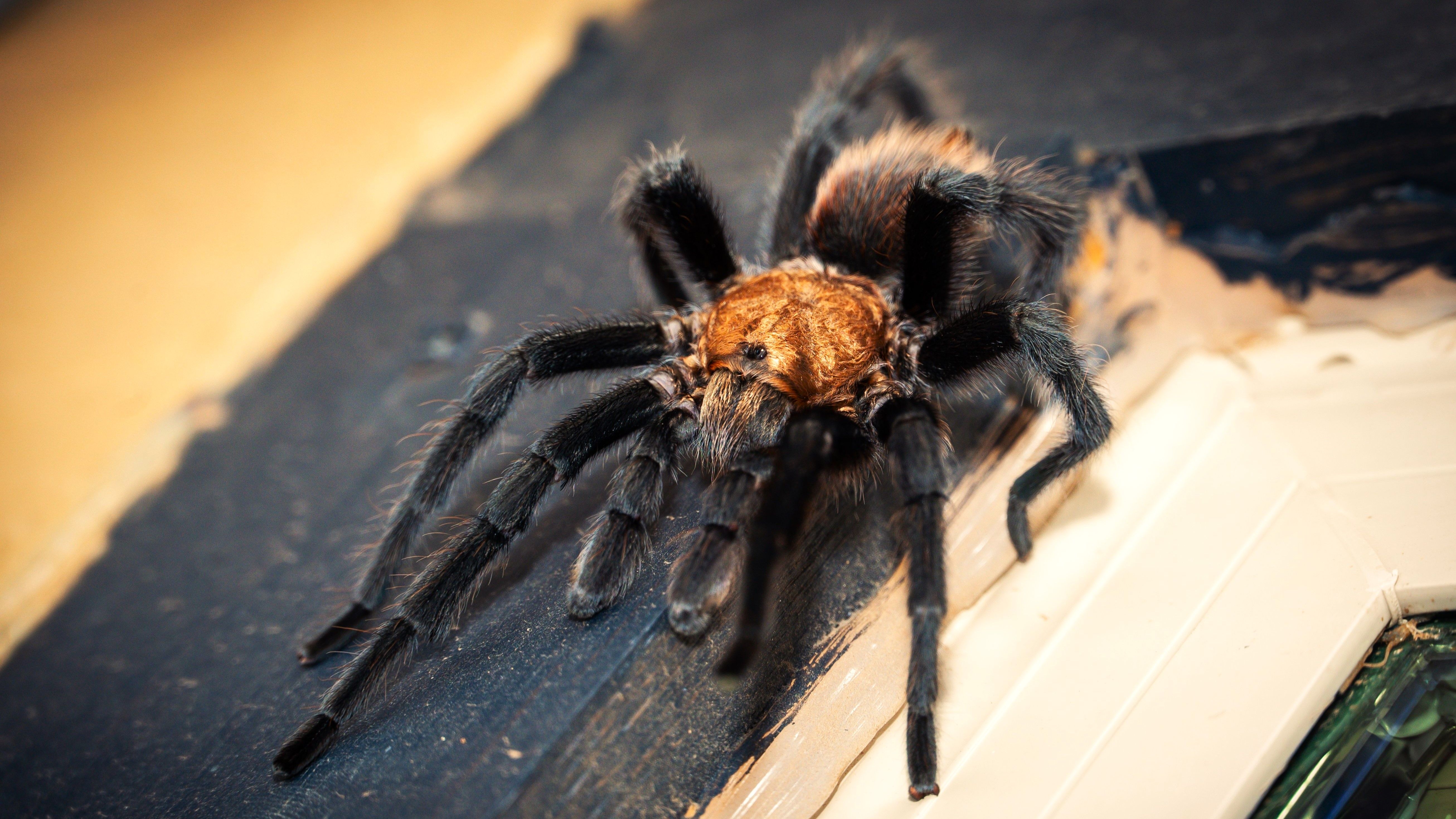 8 Largest Spiders In America (& Where They're Found)