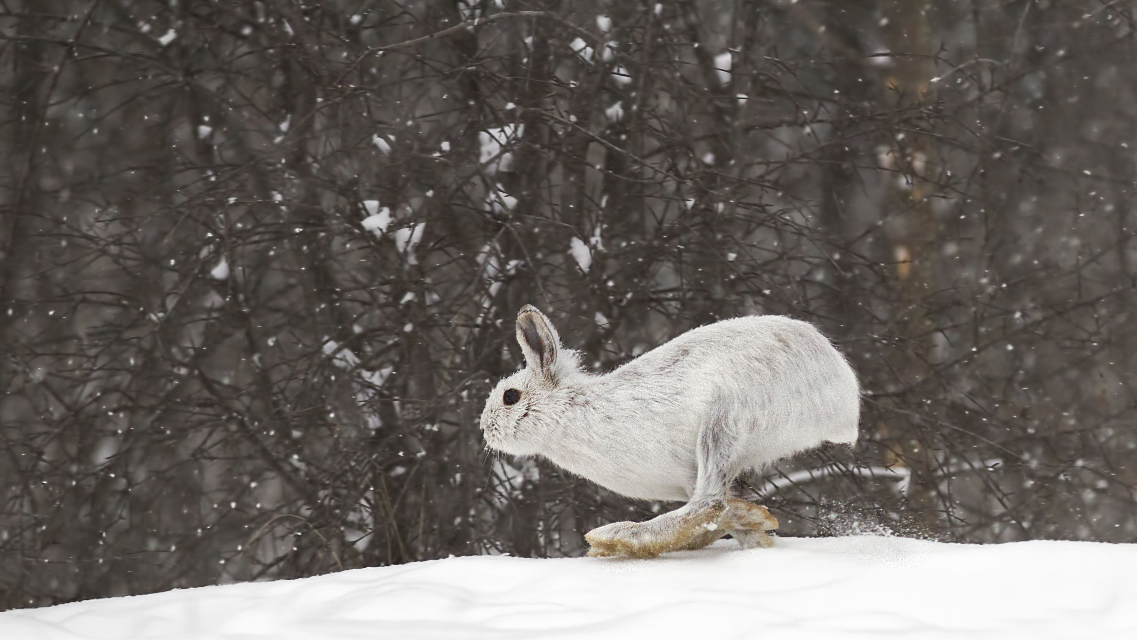 New Research Confirms Early North Americans' Use Of Unique Tools To ...