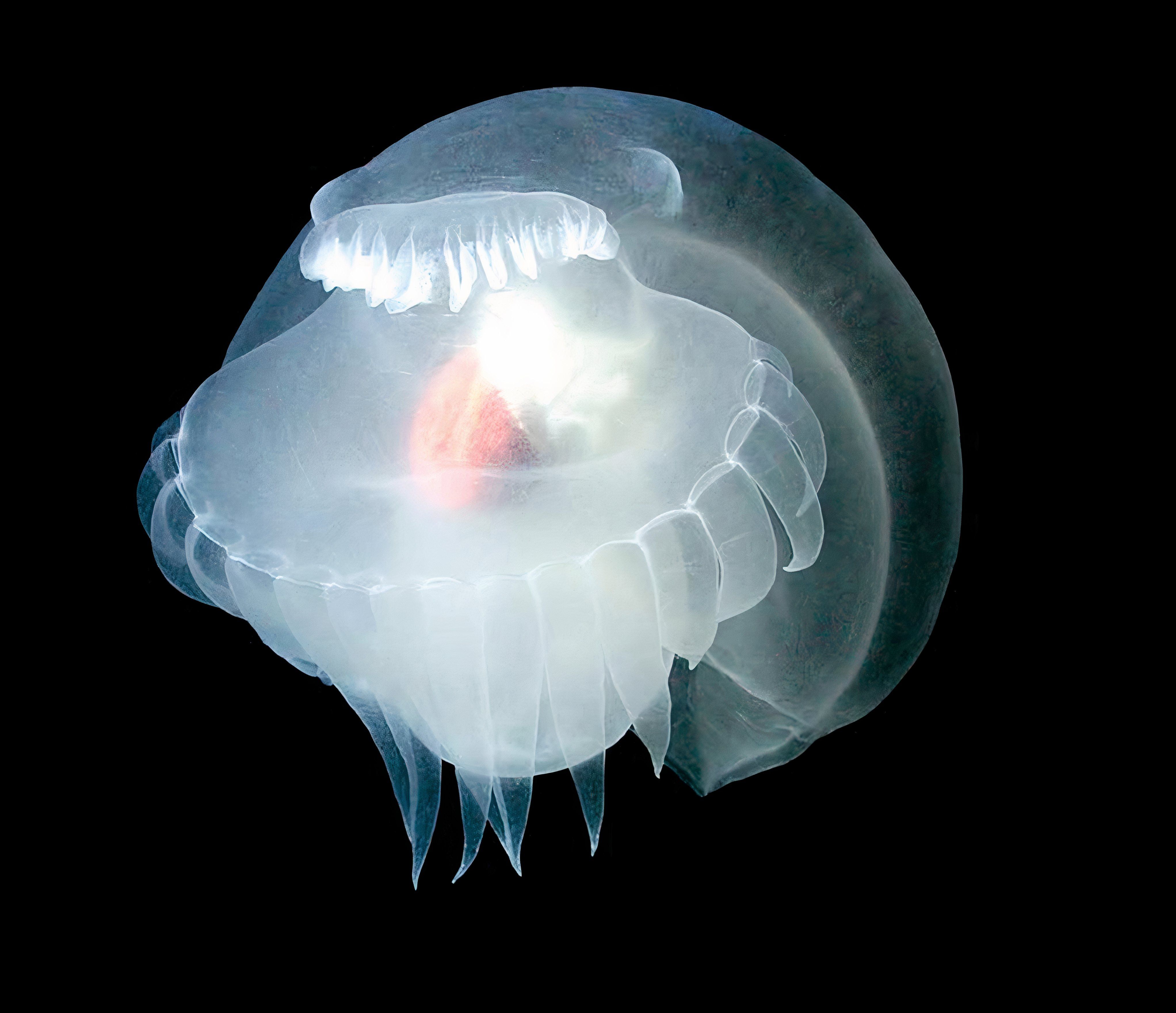 The Sea's Strangest Creature Is Finally Understood 20 Years After Its ...