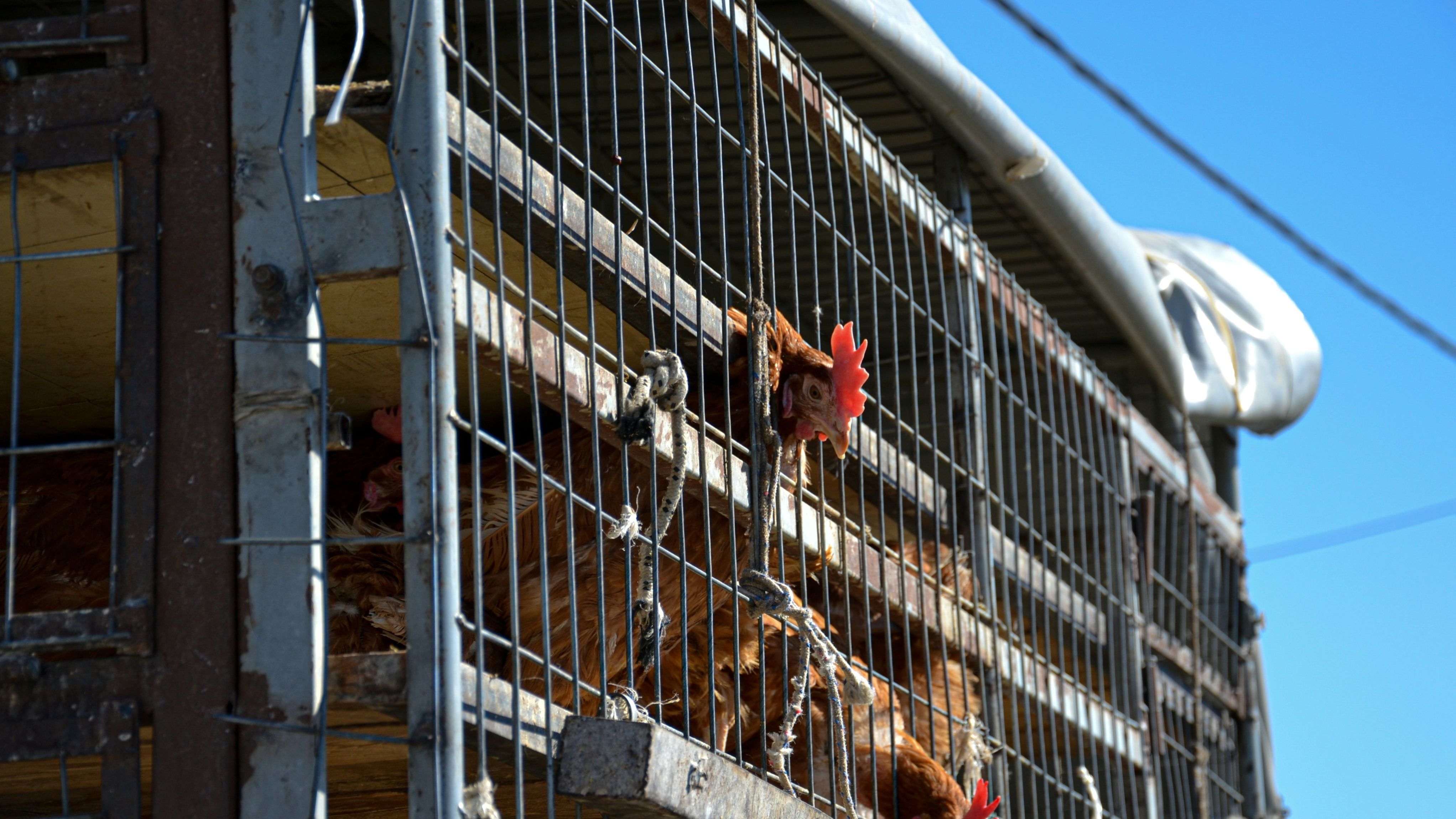 Minnesota Declares A State Of Emergency Amid A Trifecta Of Viral Outbreaks