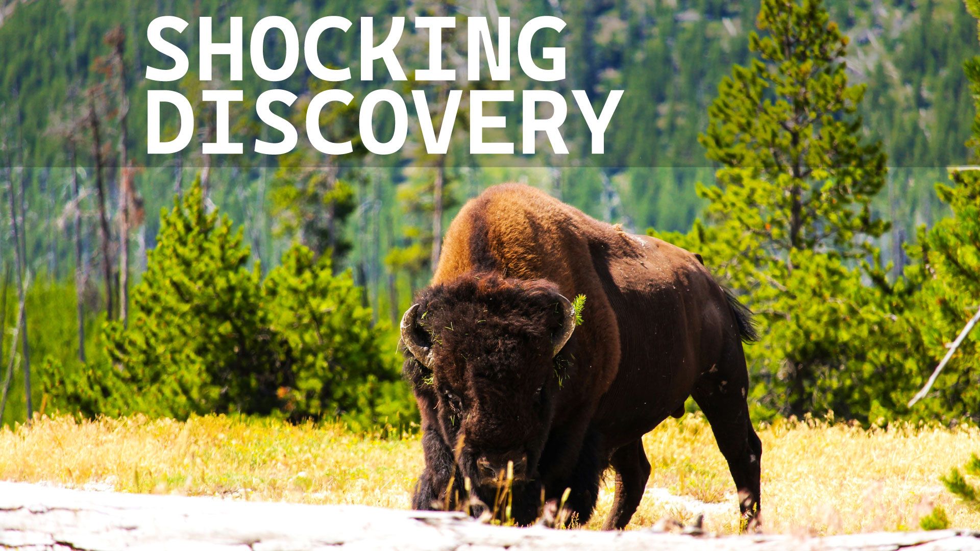 Something Critical Was Just Found In America's Oldest National Park