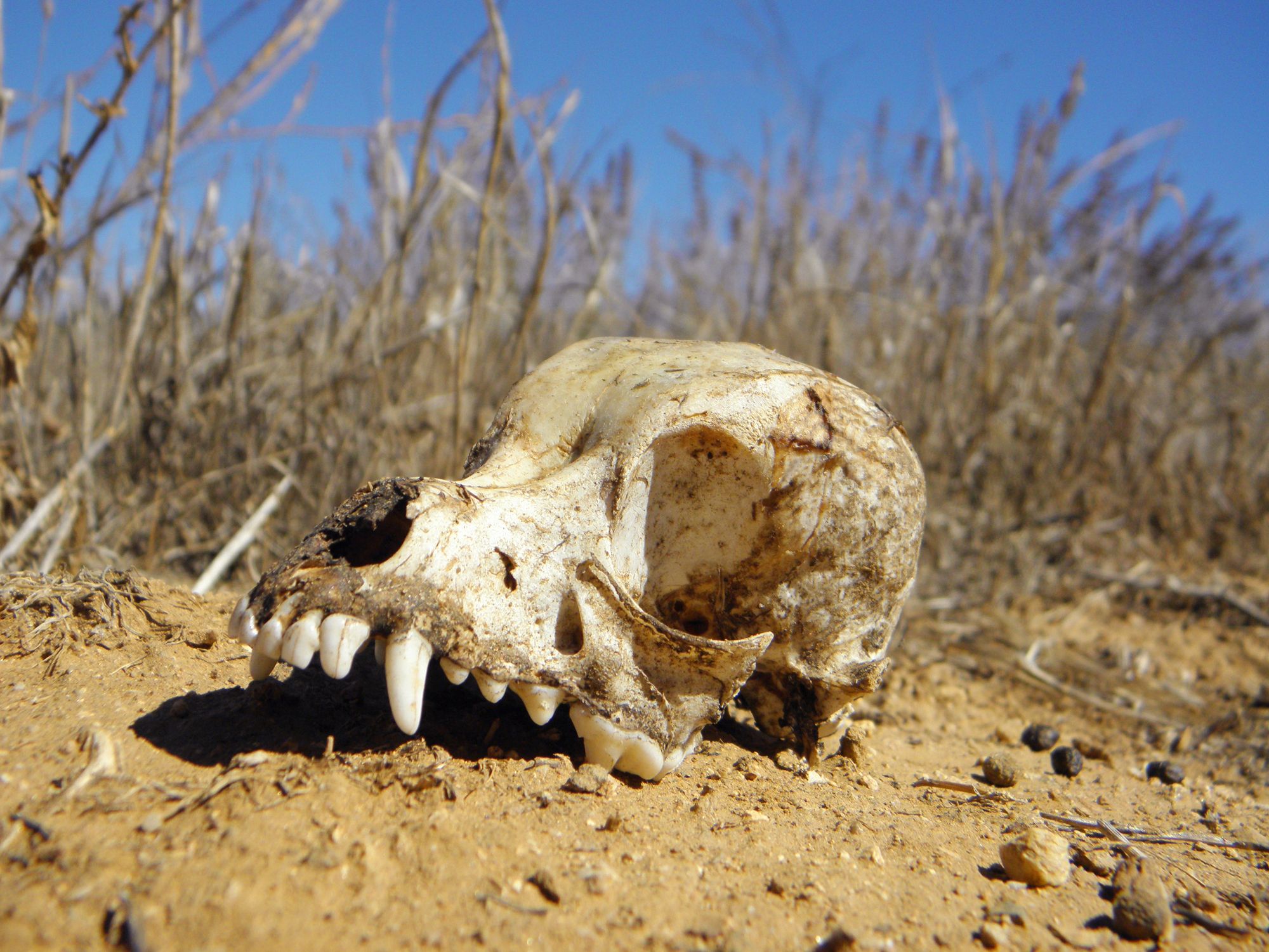 Groundbreaking Discovery of Fossilized Bones From Wild Canids 12,000 ...