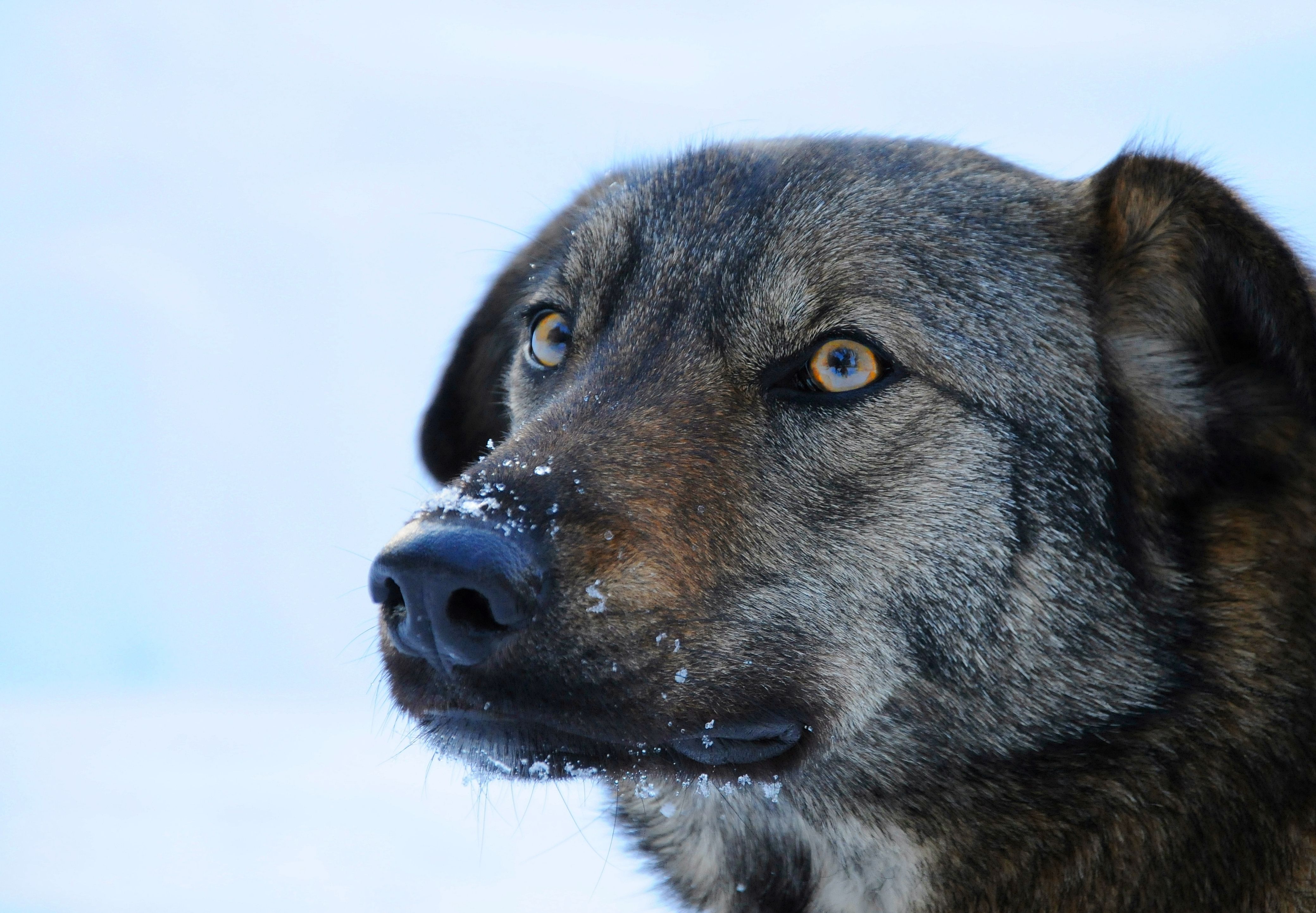 Chernobyl Dogs "Evolving Differently" After The World's Worst Nuclear ...
