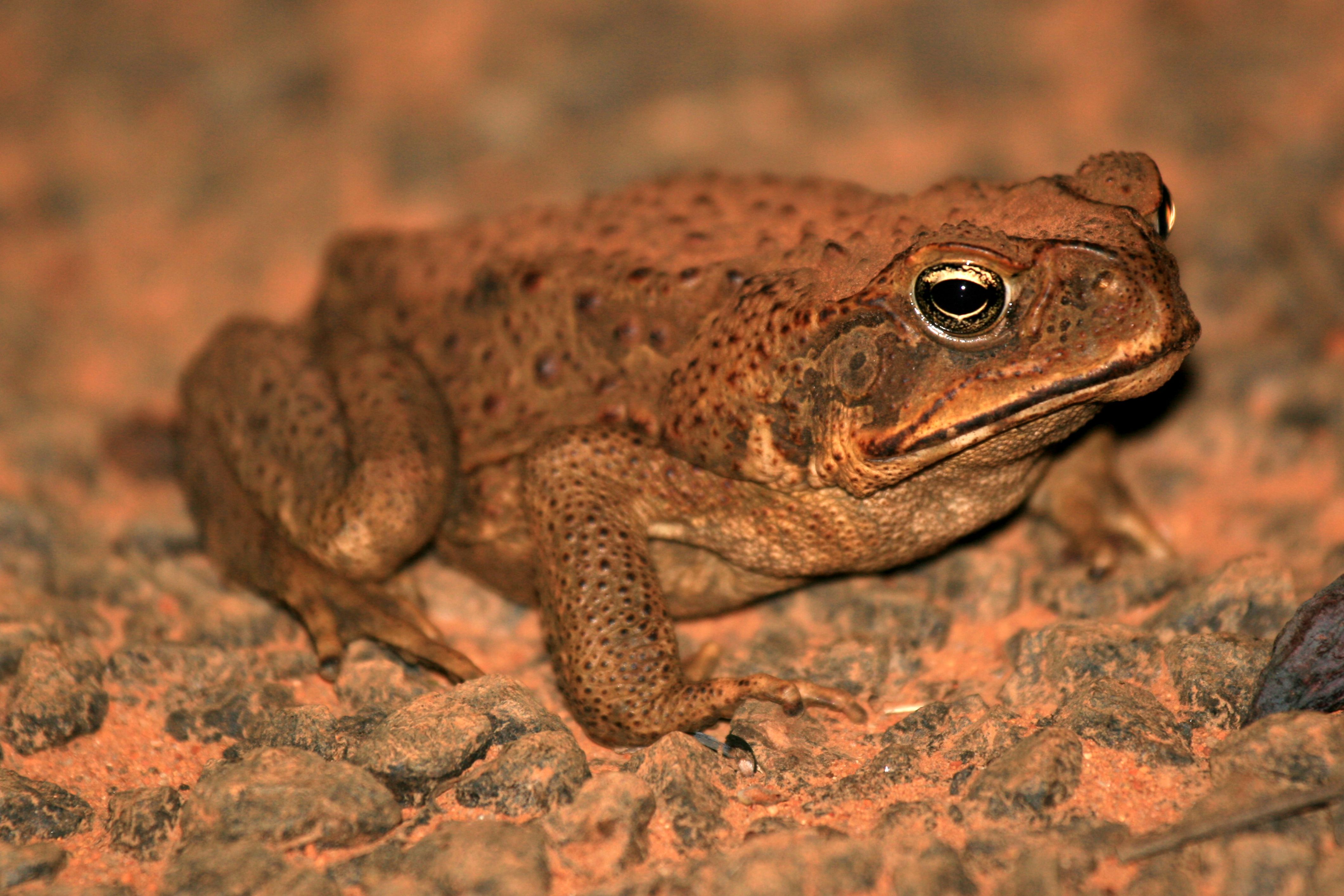 A Photographer In Canada Found A Toad With Eyes In Its Mouth, And ...