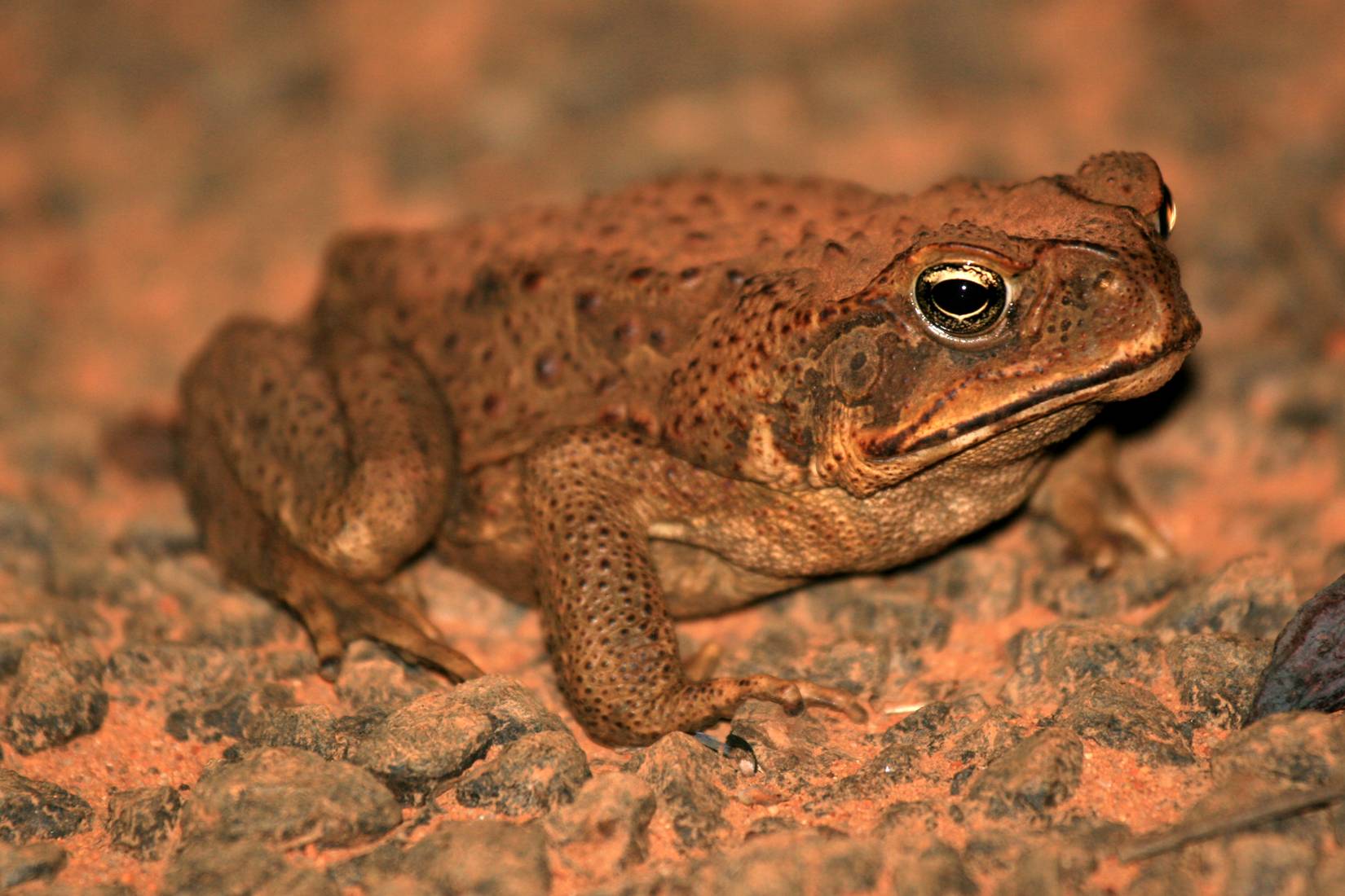 A Photographer In Canada Found A Toad With Eyes In Its Mouth, And ...