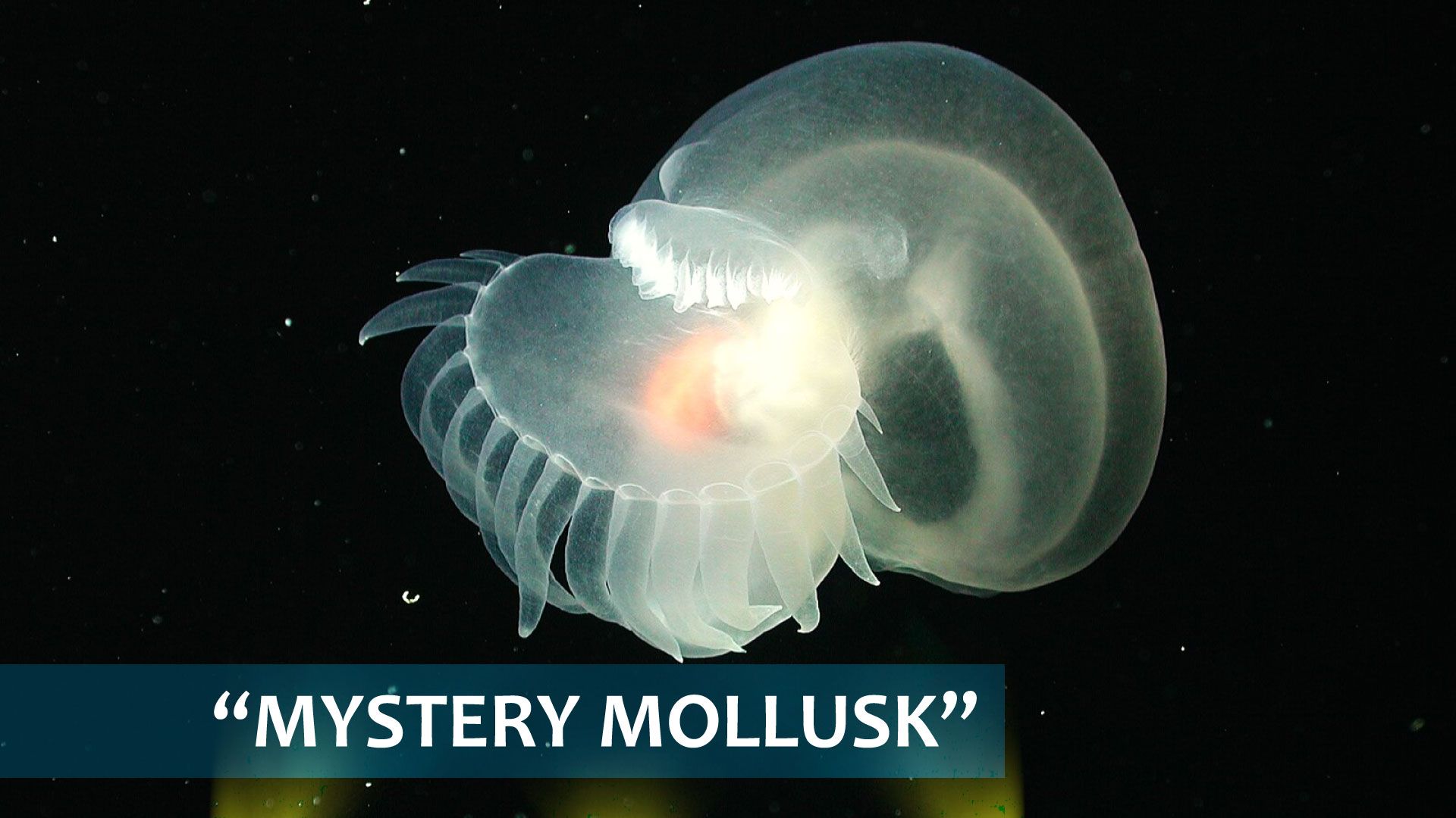 The Sea's Strangest Creature Is Finally Understood 20 Years After Its ...