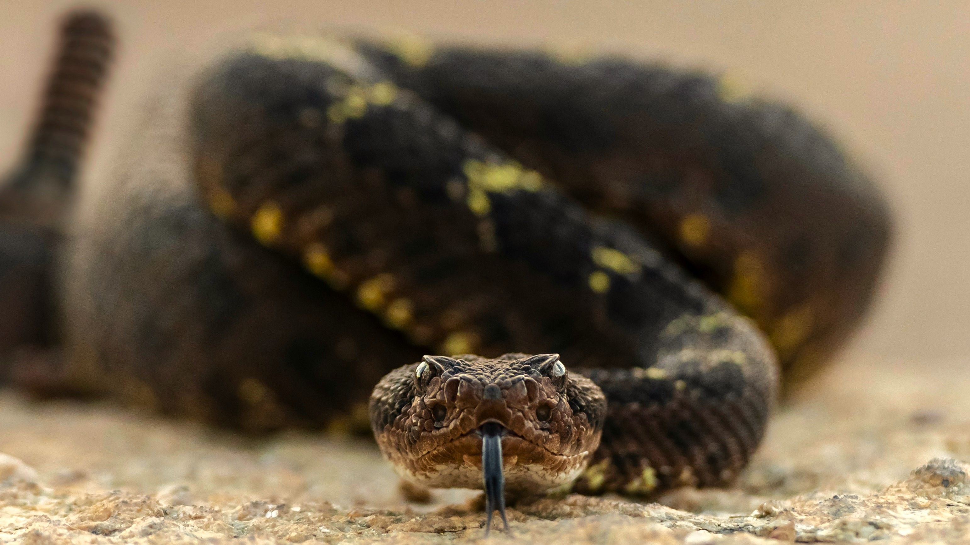 10 Most Dangerous Snakes In America & Where They're Found