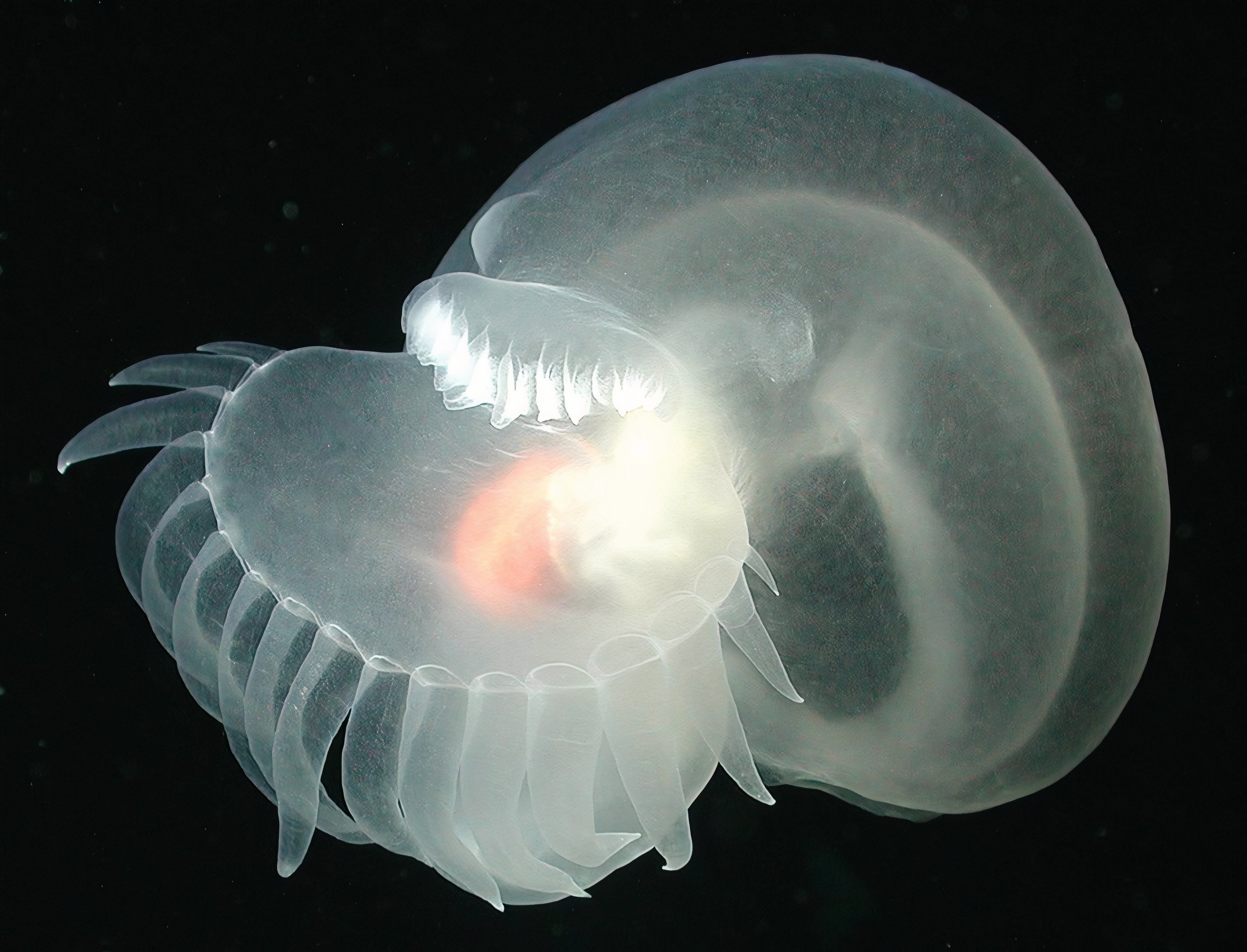 The Sea's Strangest Creature Is Finally Understood 20 Years After Its ...