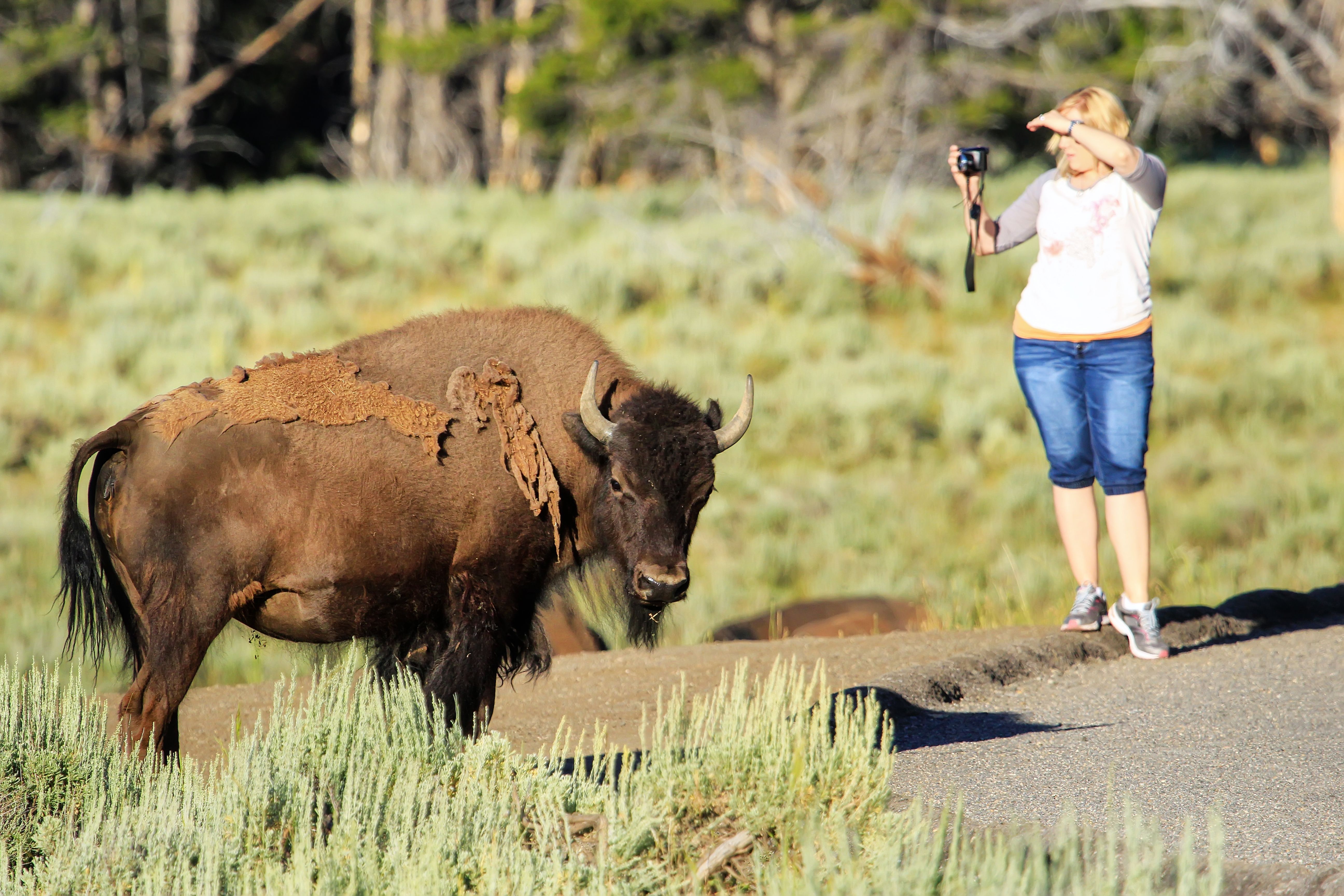 8 Times Tourists Were Caught Overstepping At Yellowstone National Park 8 Times Tourists Were Caught Overstepping At Yellowstone National Park