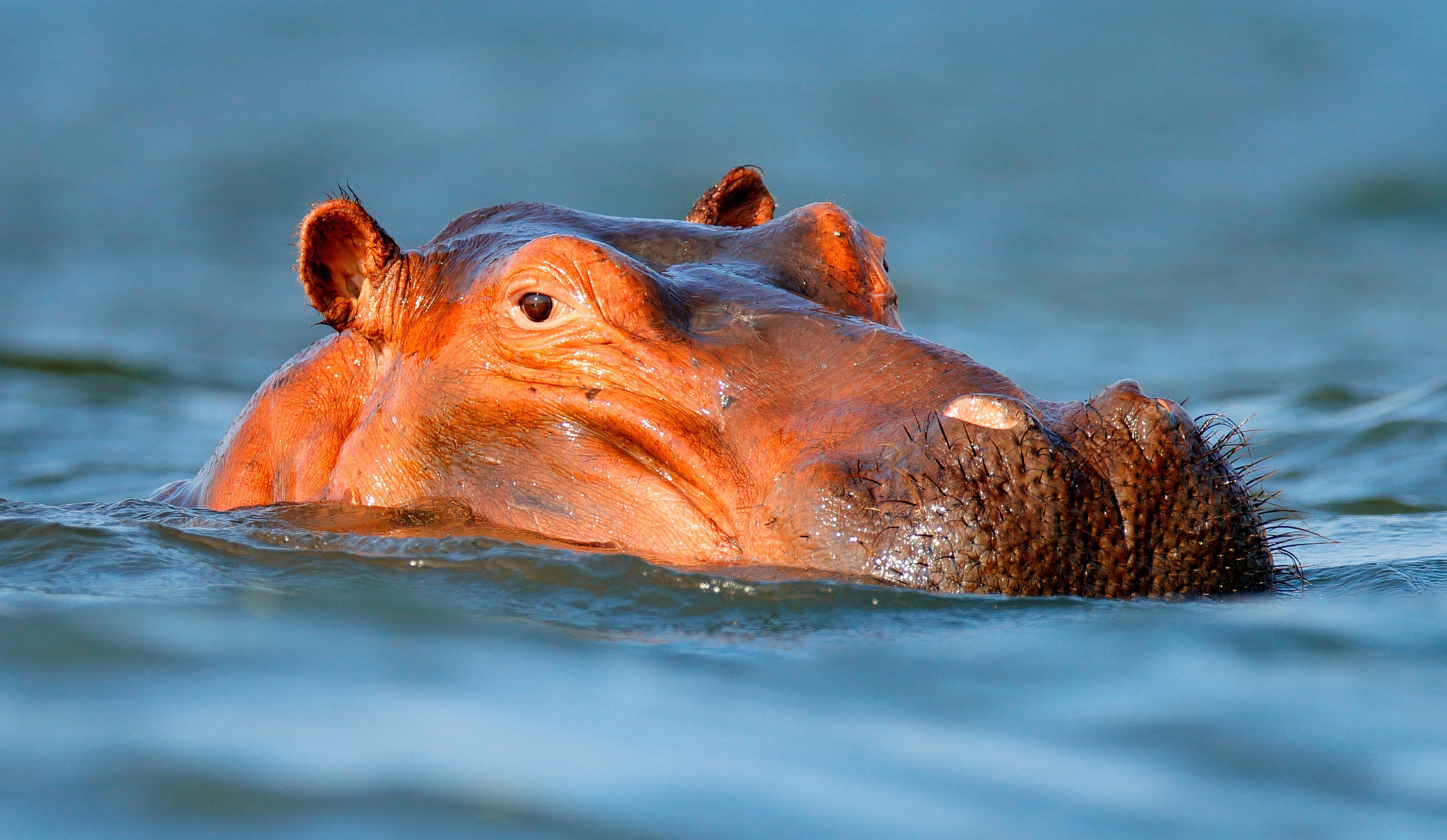 The Friendliest-Looking Animals You Need To Run From On Vacation