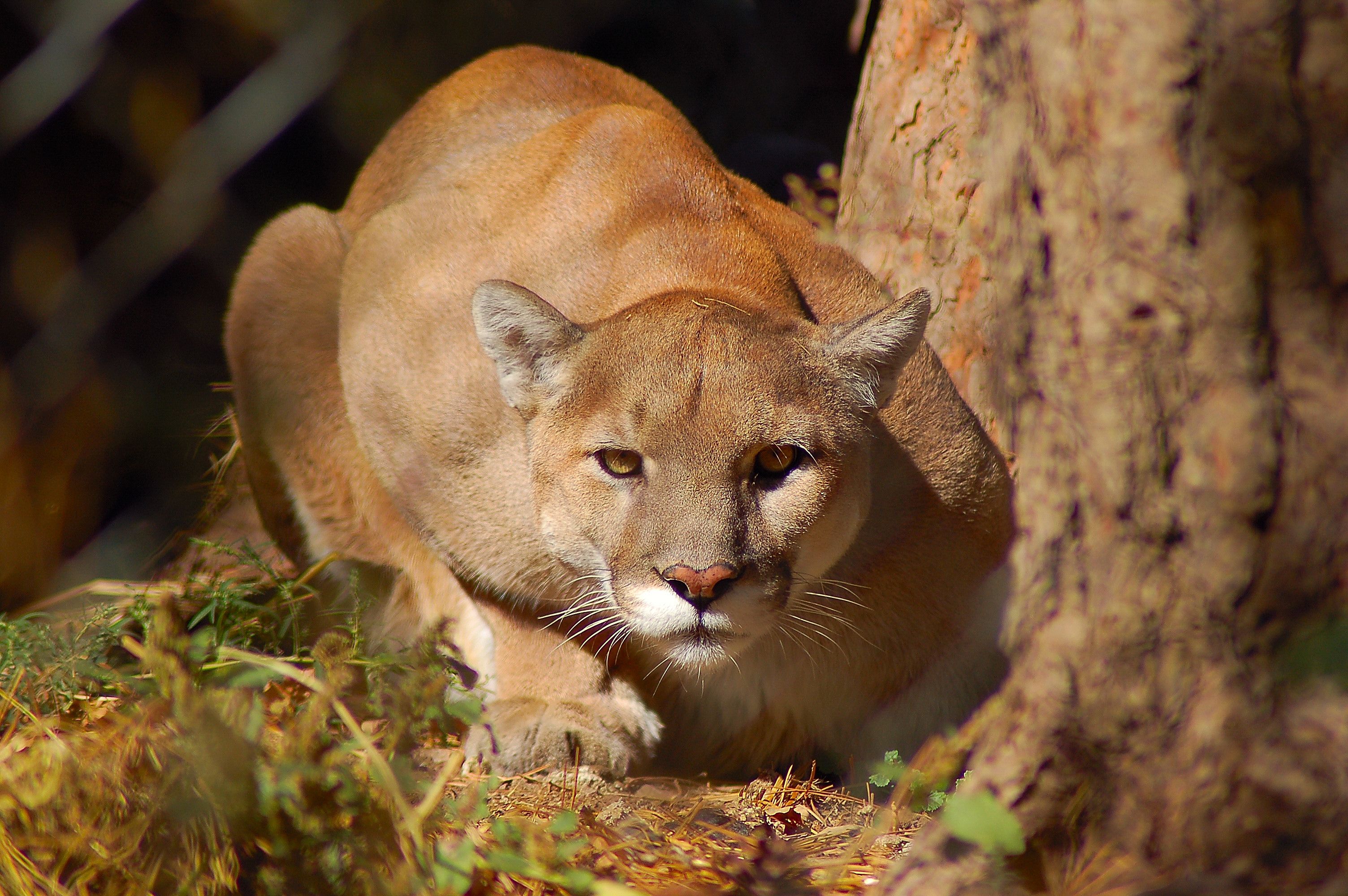How To Protect Yourself From Mountain Lion Attacks In California