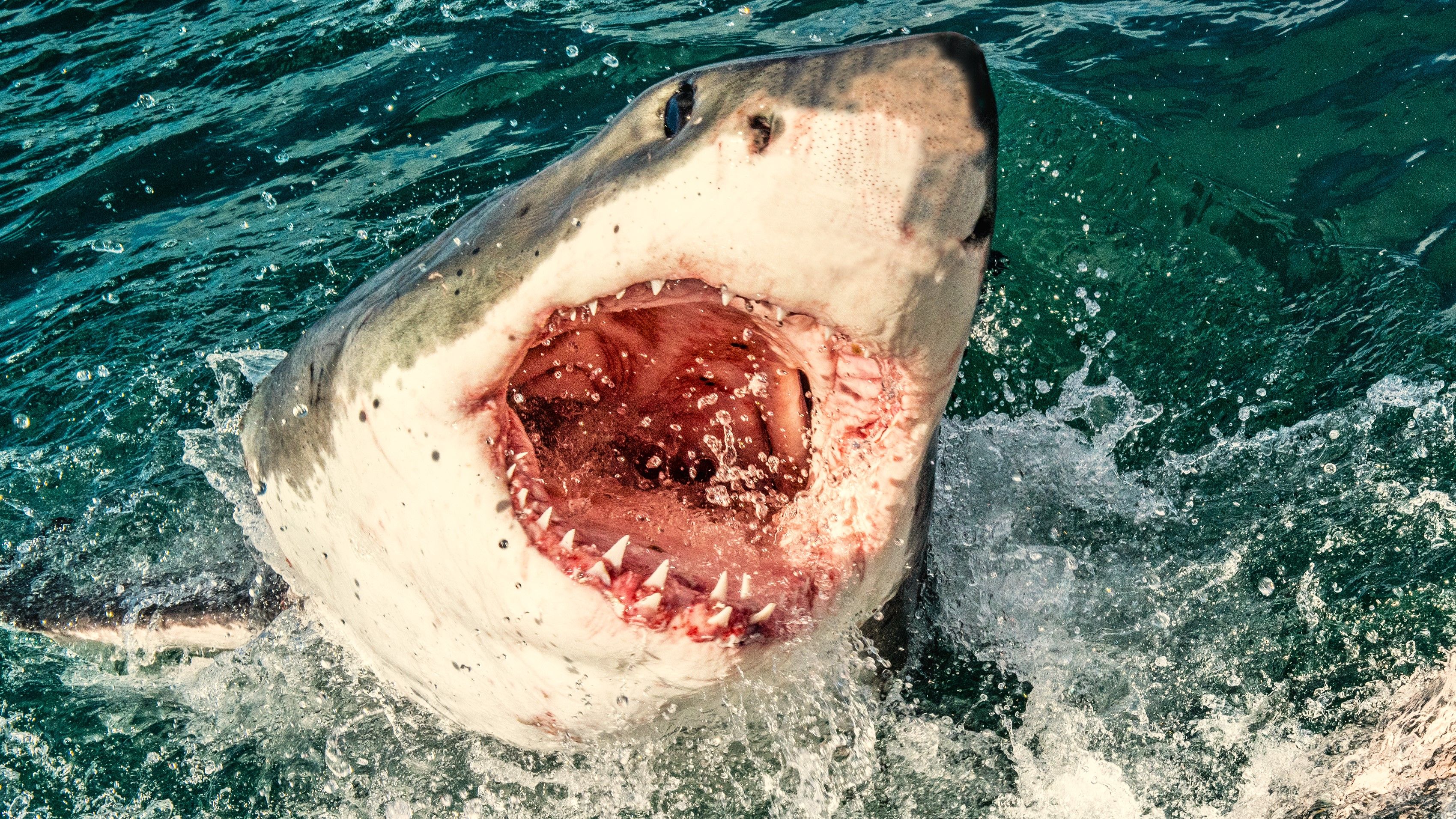 First Living Footage Of Rough Skin Dogfish Shark Captured In Uncharted ...