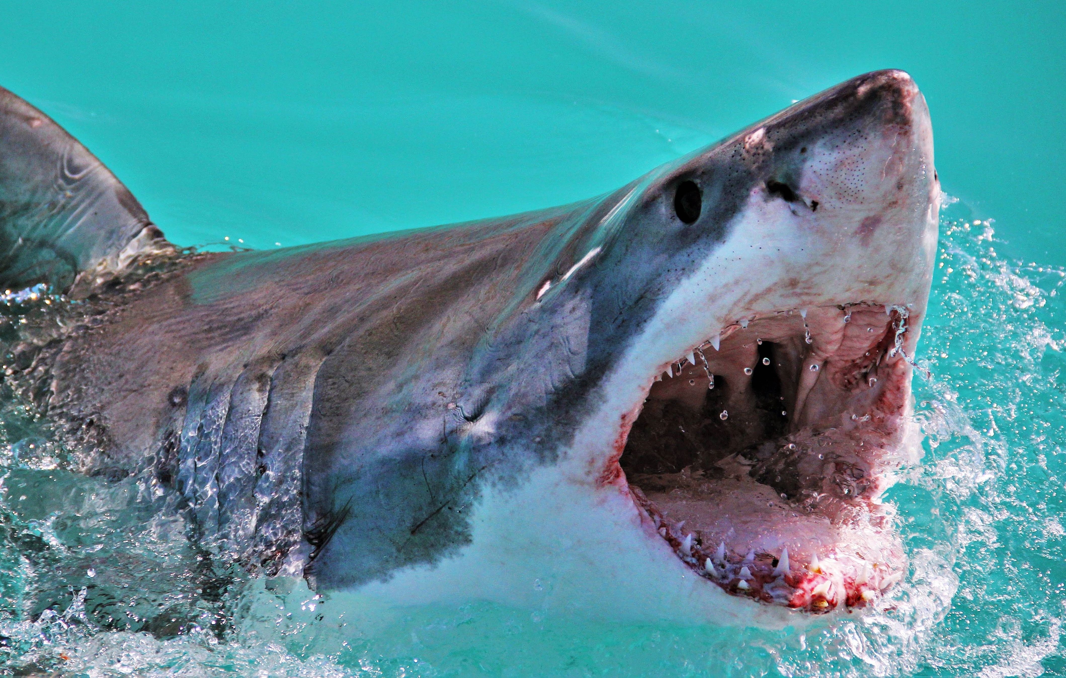 How To Protect Yourself From Shark Attacks In Open Water
