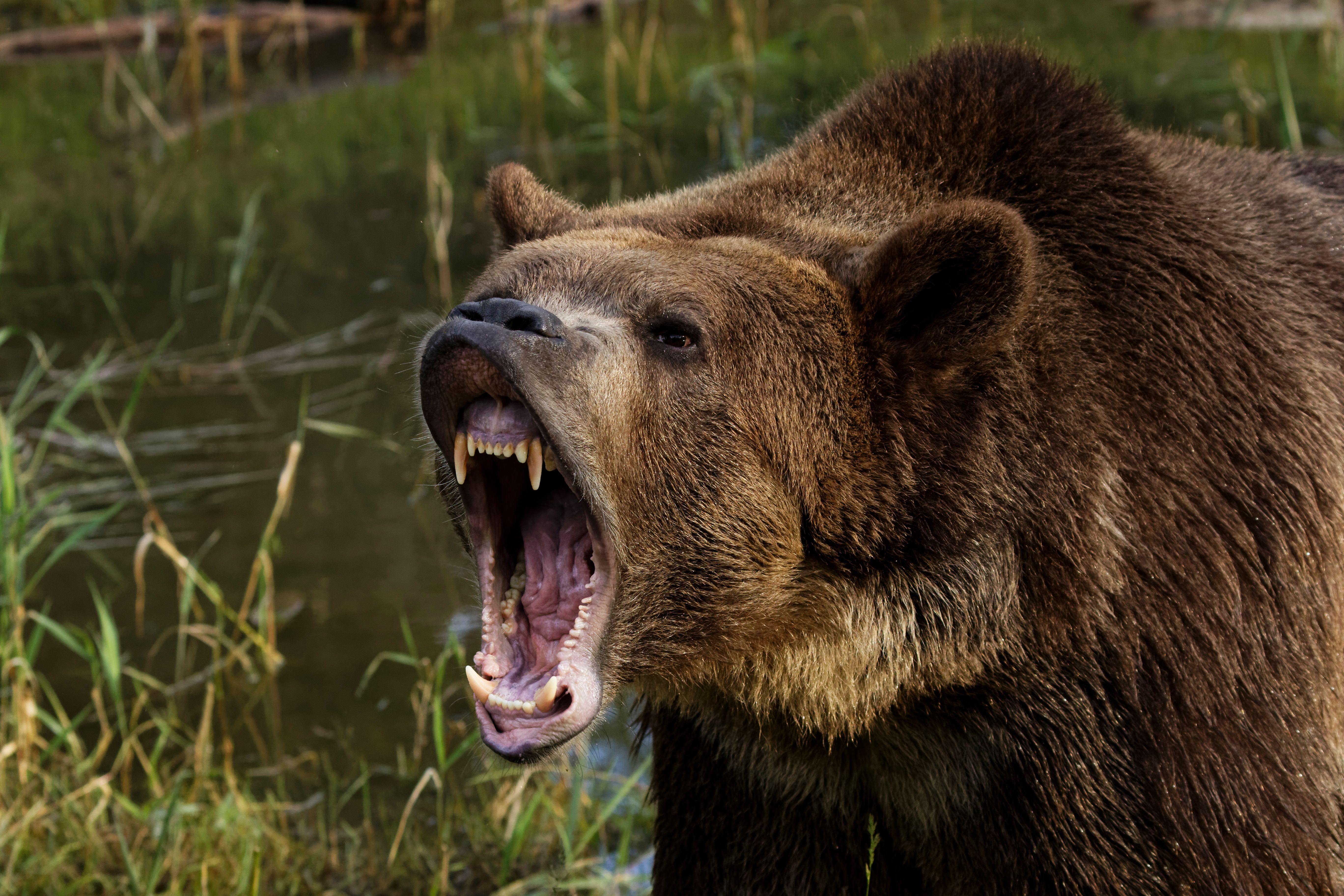 How To Protect Yourself From Bear Attacks (Without Bear Spray)