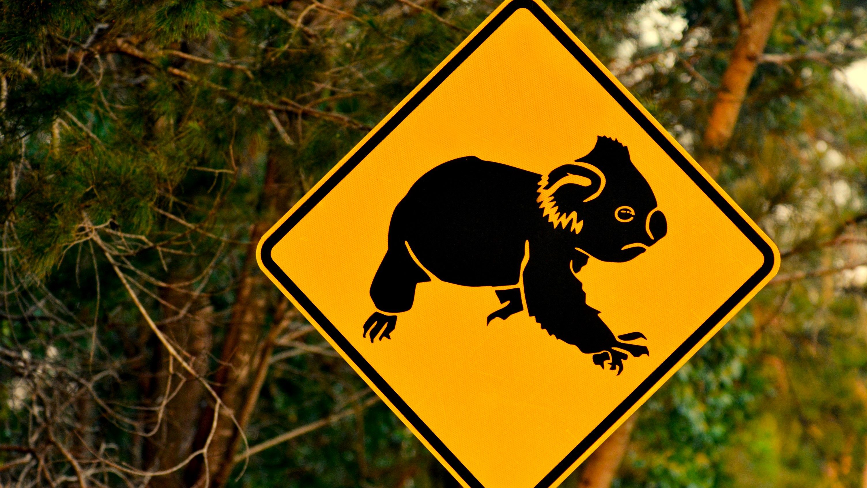 Queensland Koala Road Signs Make Me Iconic 5 Australian Road Signs