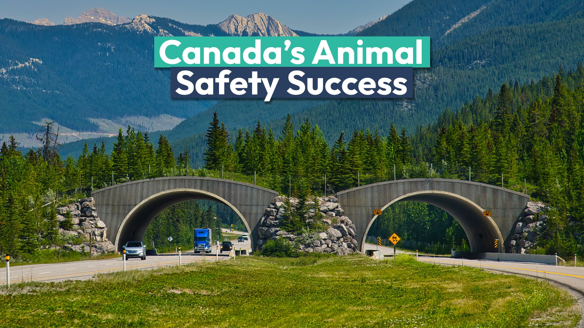 Canada's Top National Park's Genius Solution To Animal-Vehicle ...