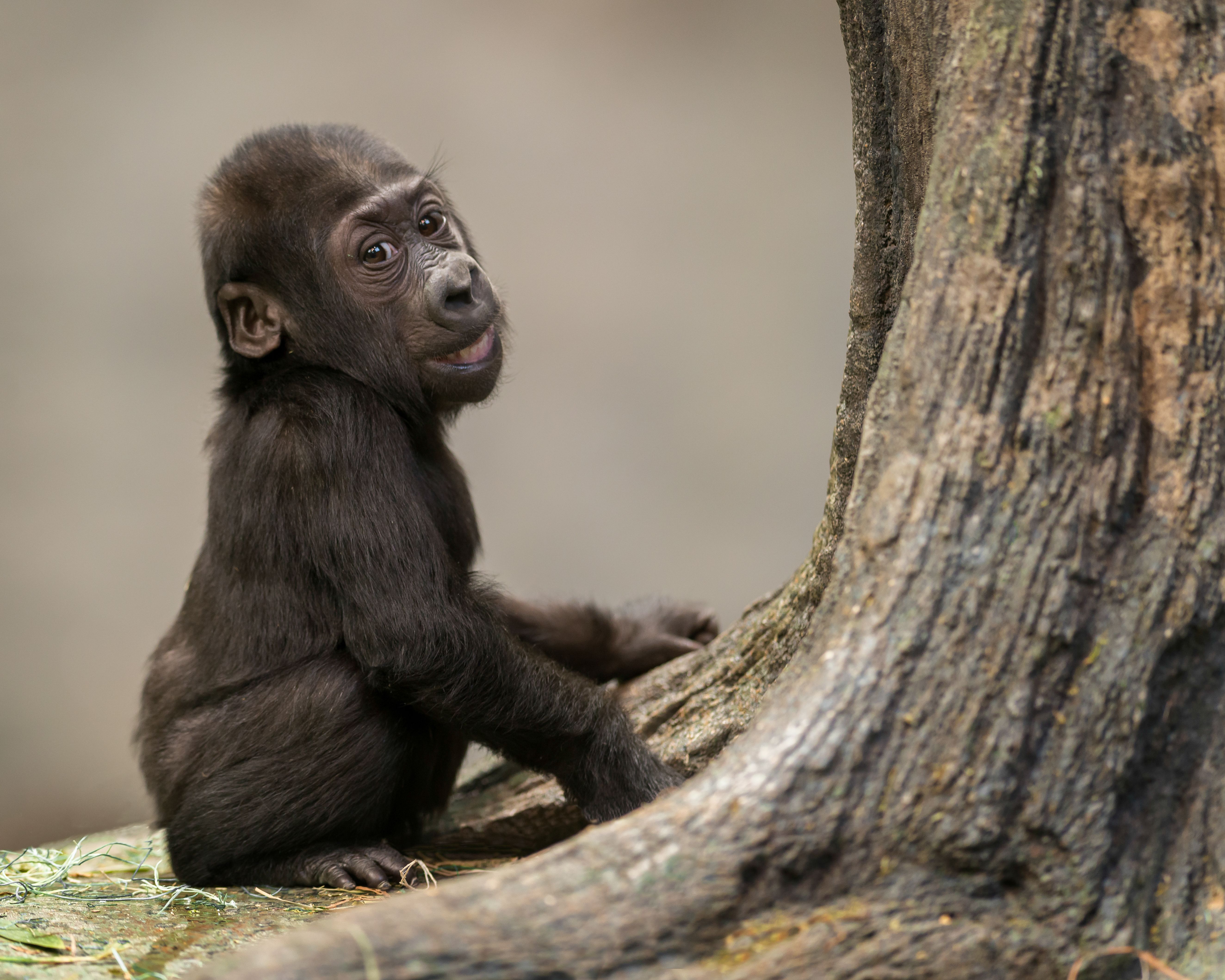 Critically Endangered Baby Gorilla Smuggled Onto Turkish Airlines ...