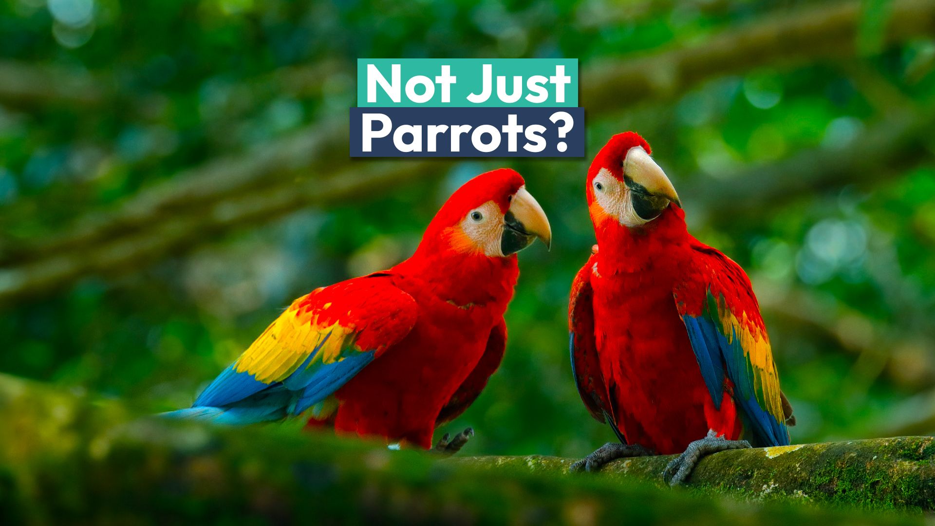 Like Parrots, This Surprising Animal Also Mimics Humans (& It's 100% ...