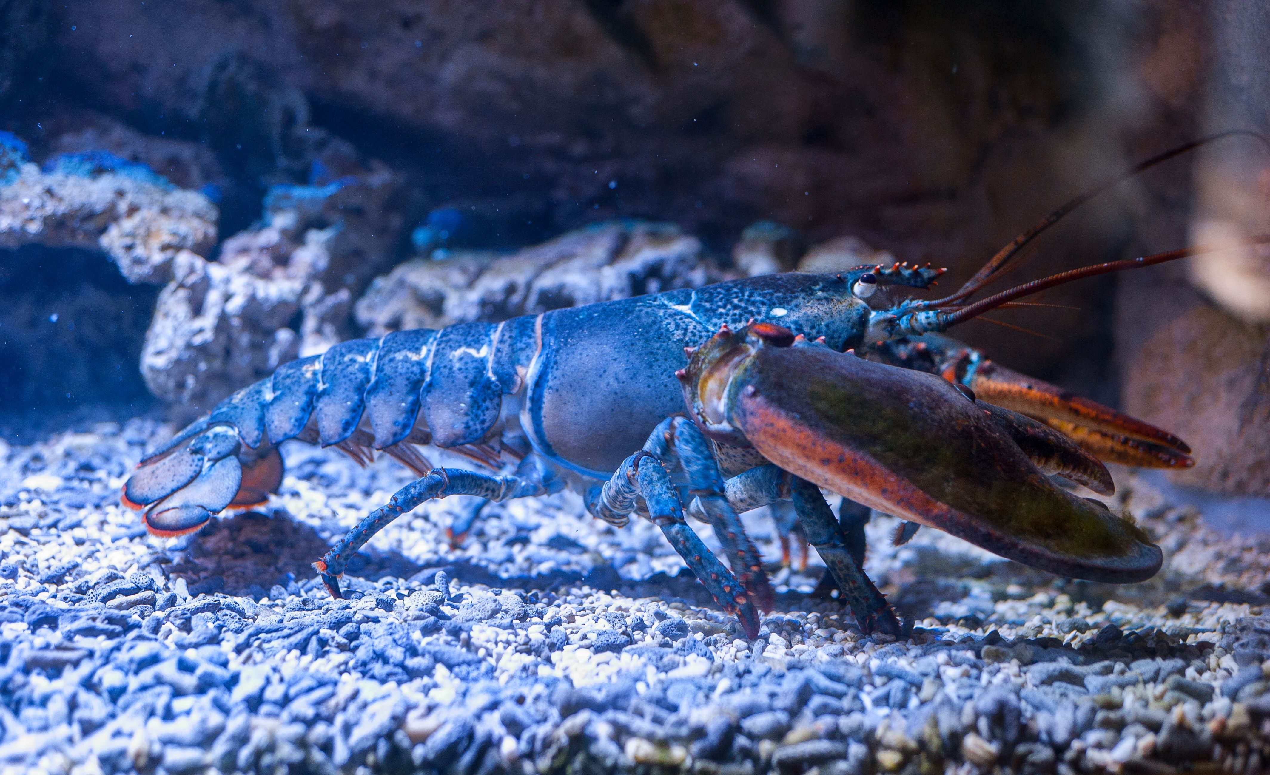 Meet The Multi-Gender, Multi-Color, One-In-50-Million Rare Creature ...