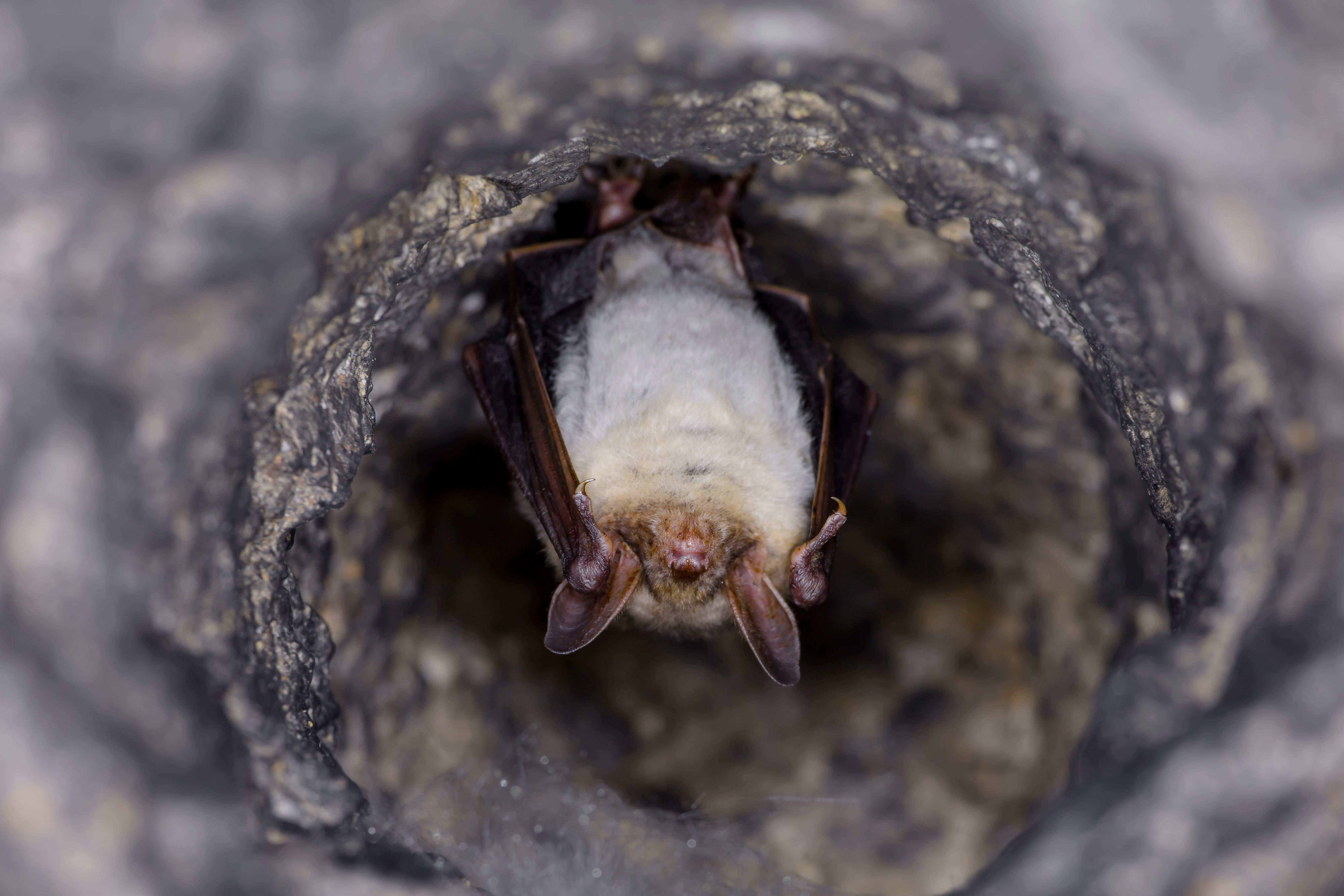 Britain's Loneliest Mammal Finally Resurfaces For The First Time Since ...