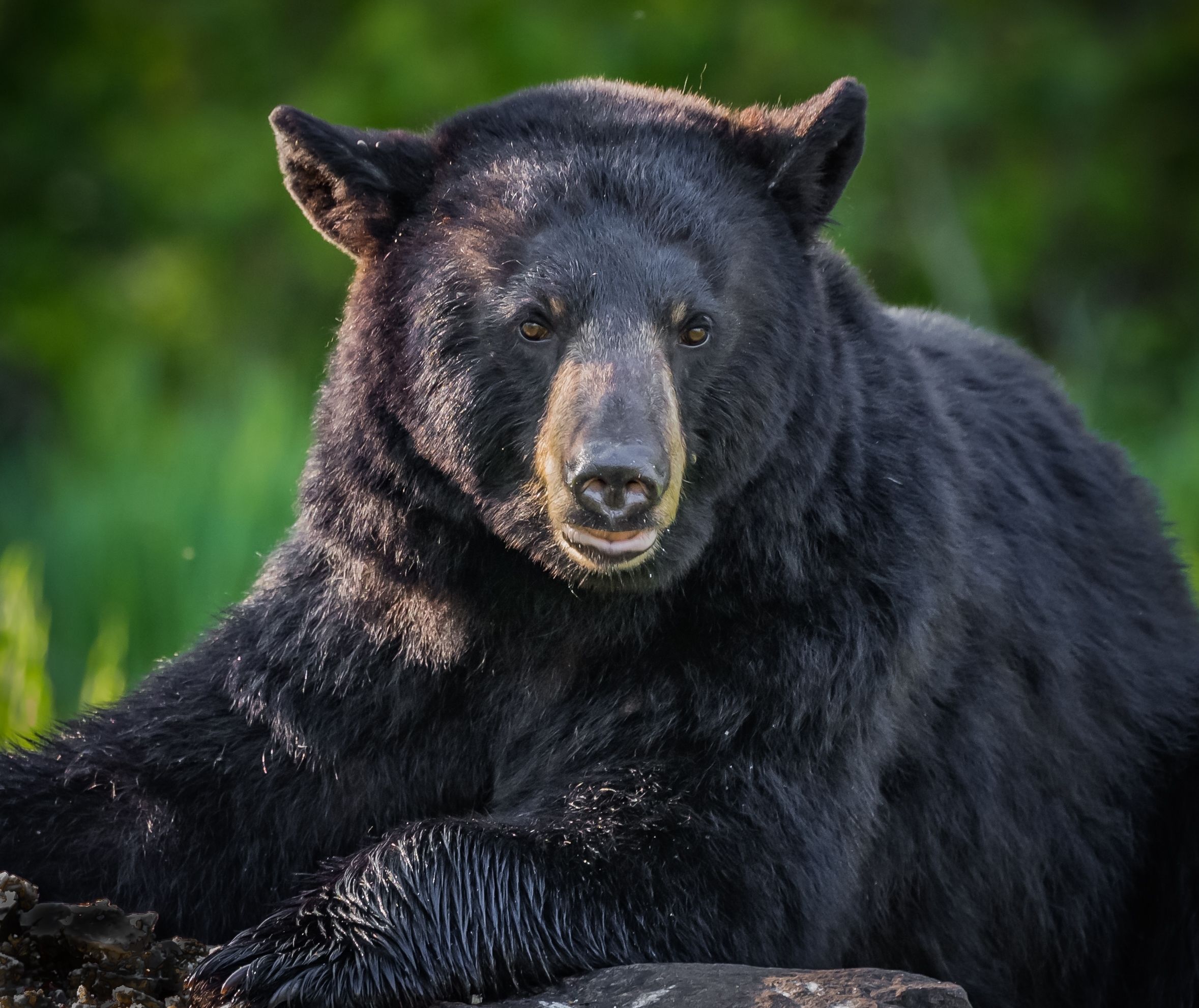 525-Pound Black Bear Released in Angeles National Forest After Finding Refuge From Eaton Fire ...