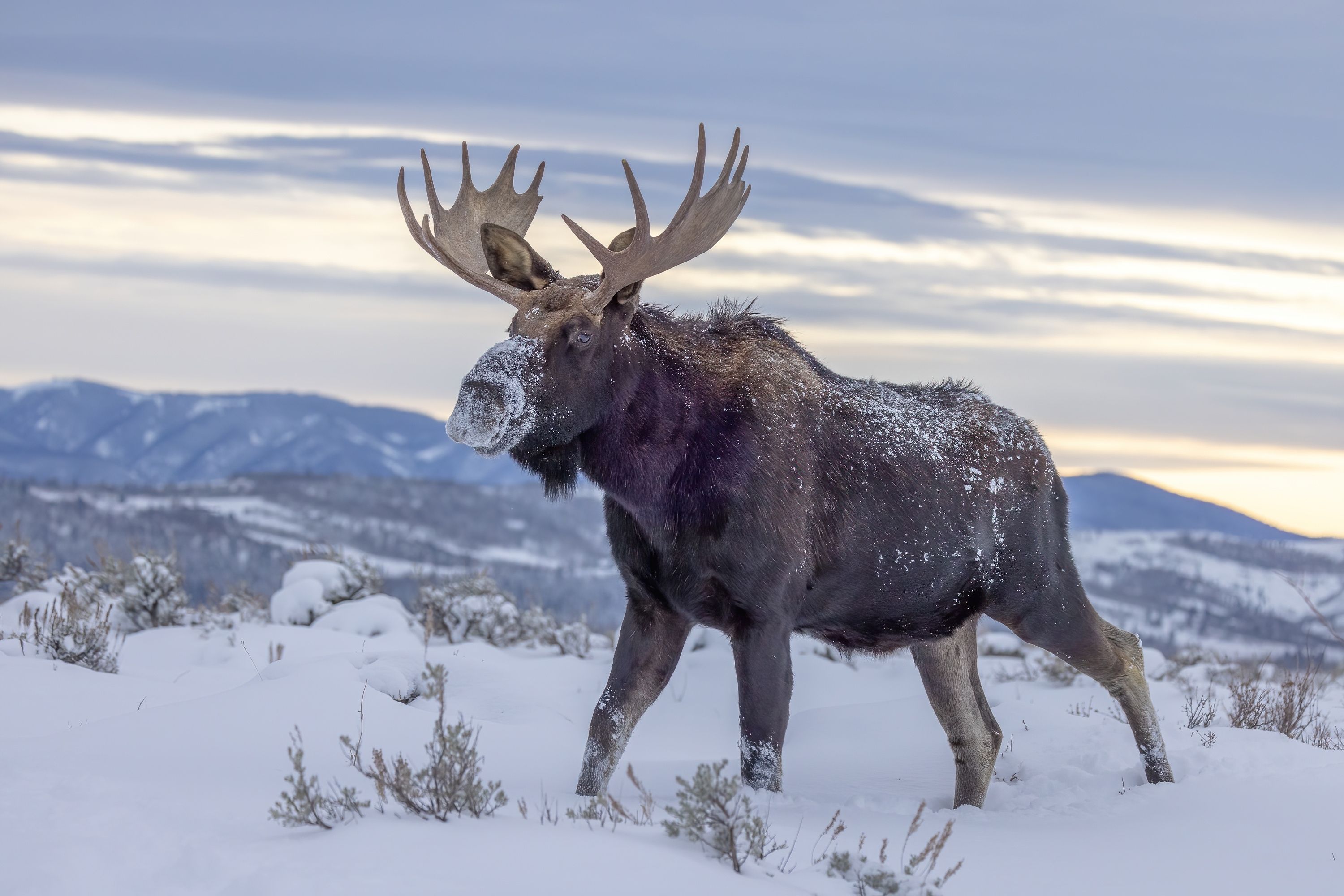 Moose Gone Wild! Crowds at Colorado Ski Resort Amused as Wildlife Animal Searches Frantically ...