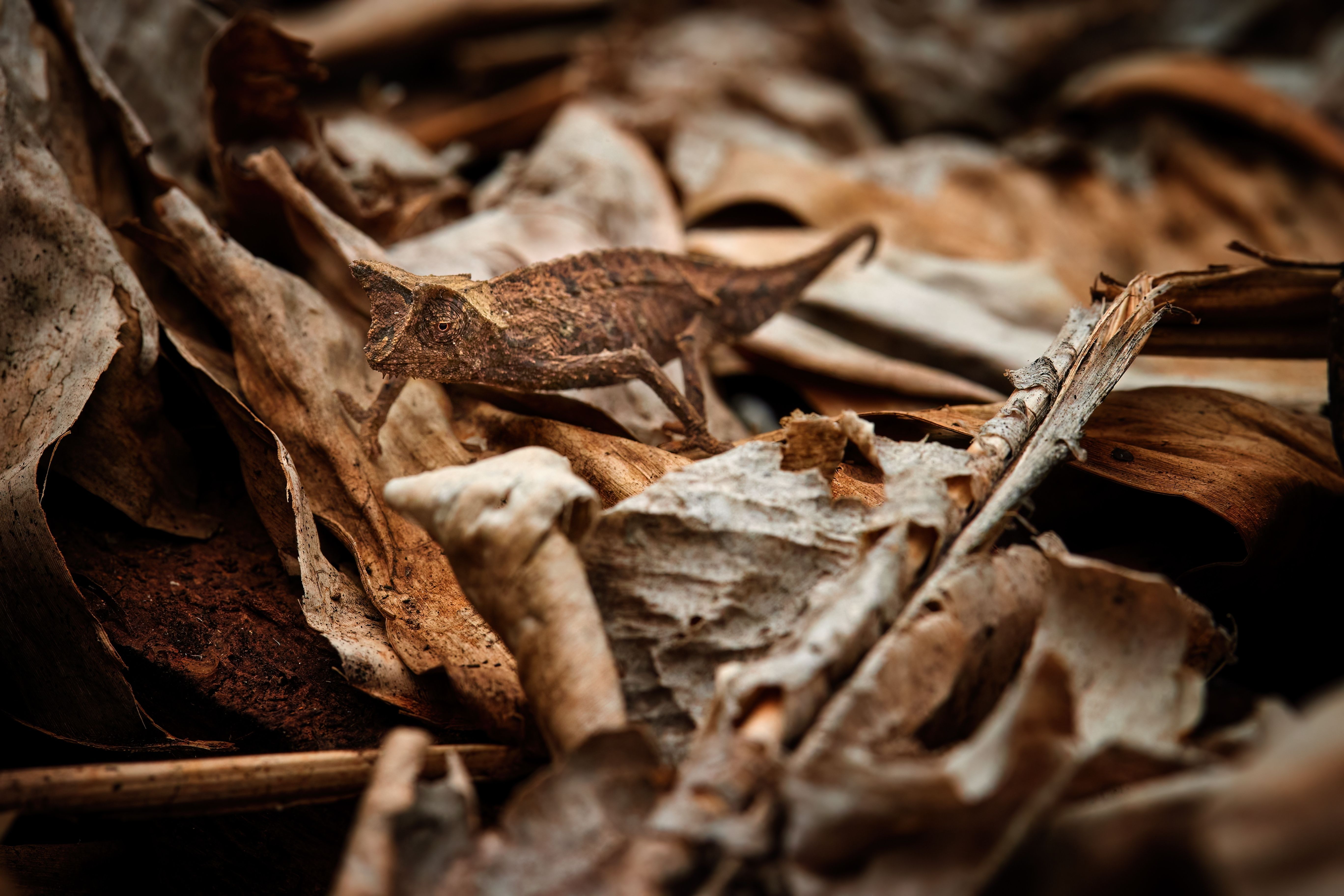 10 Animals So Well Camouflaged You'd Never See Them Right In Front Of You