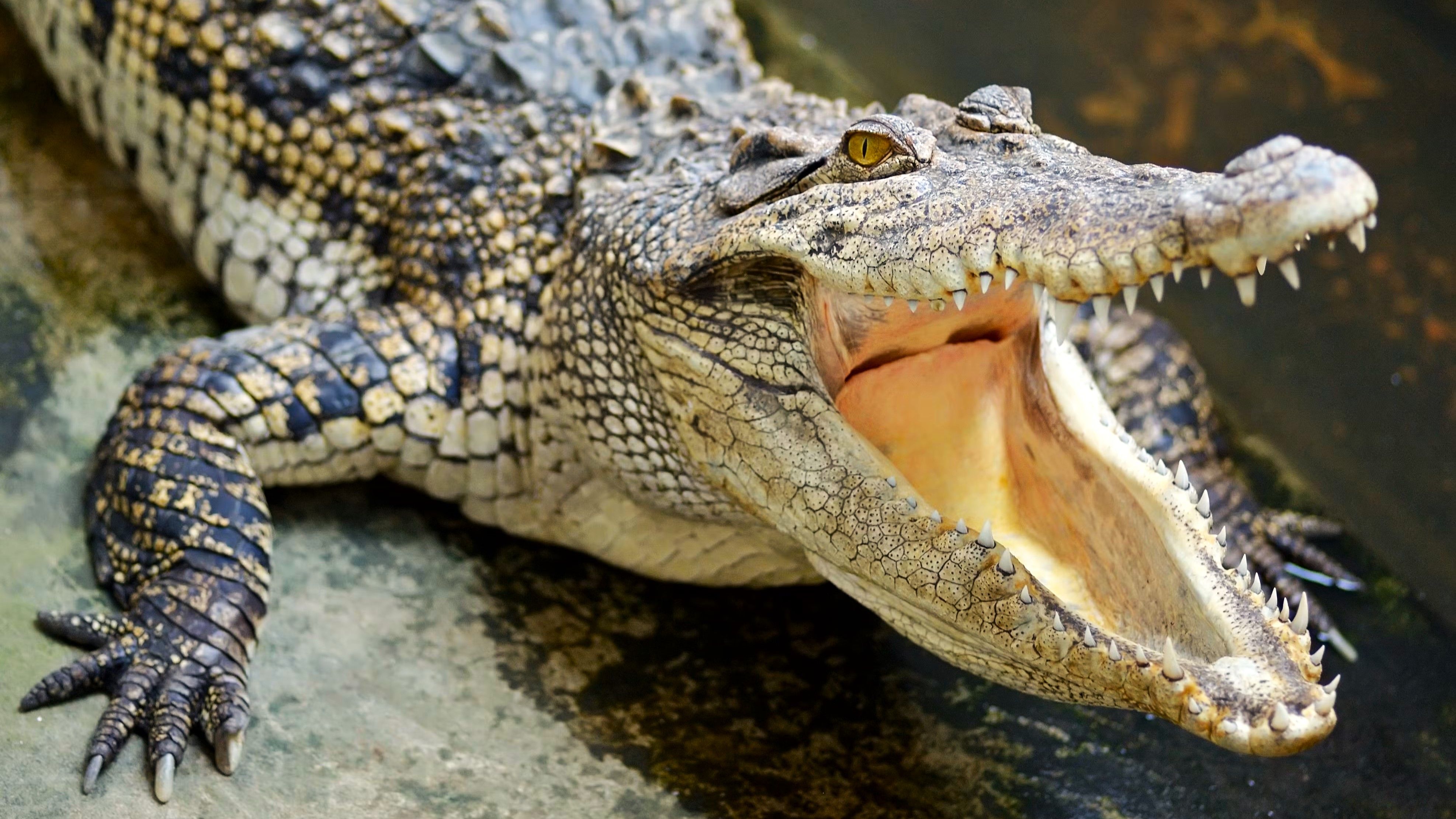 The Future Is Uncertain For The World's Rarest Crocodiles