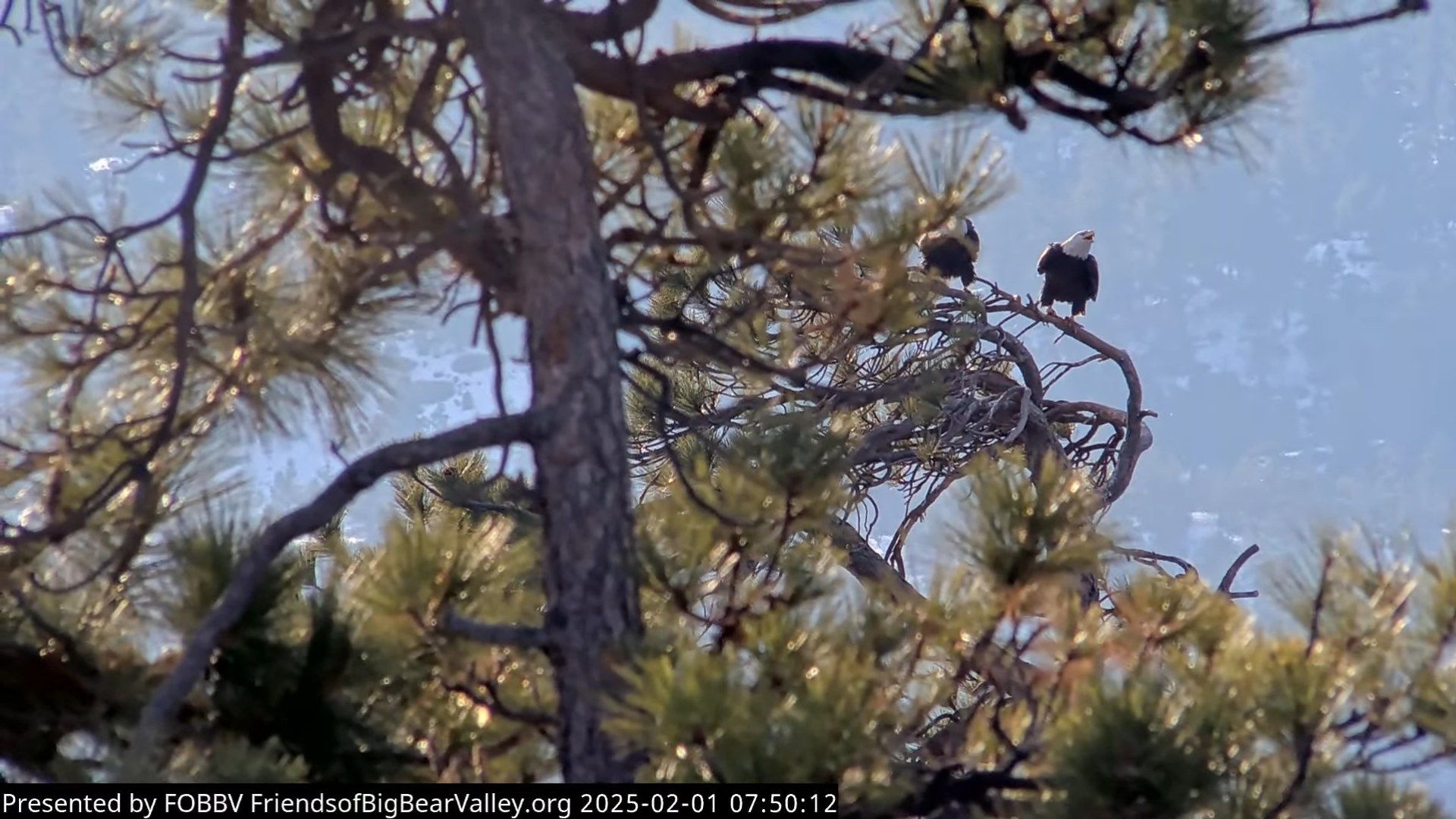 Thousands Of Viewers Tune In To Watch Bald Eagle Nest With First Eggs ...