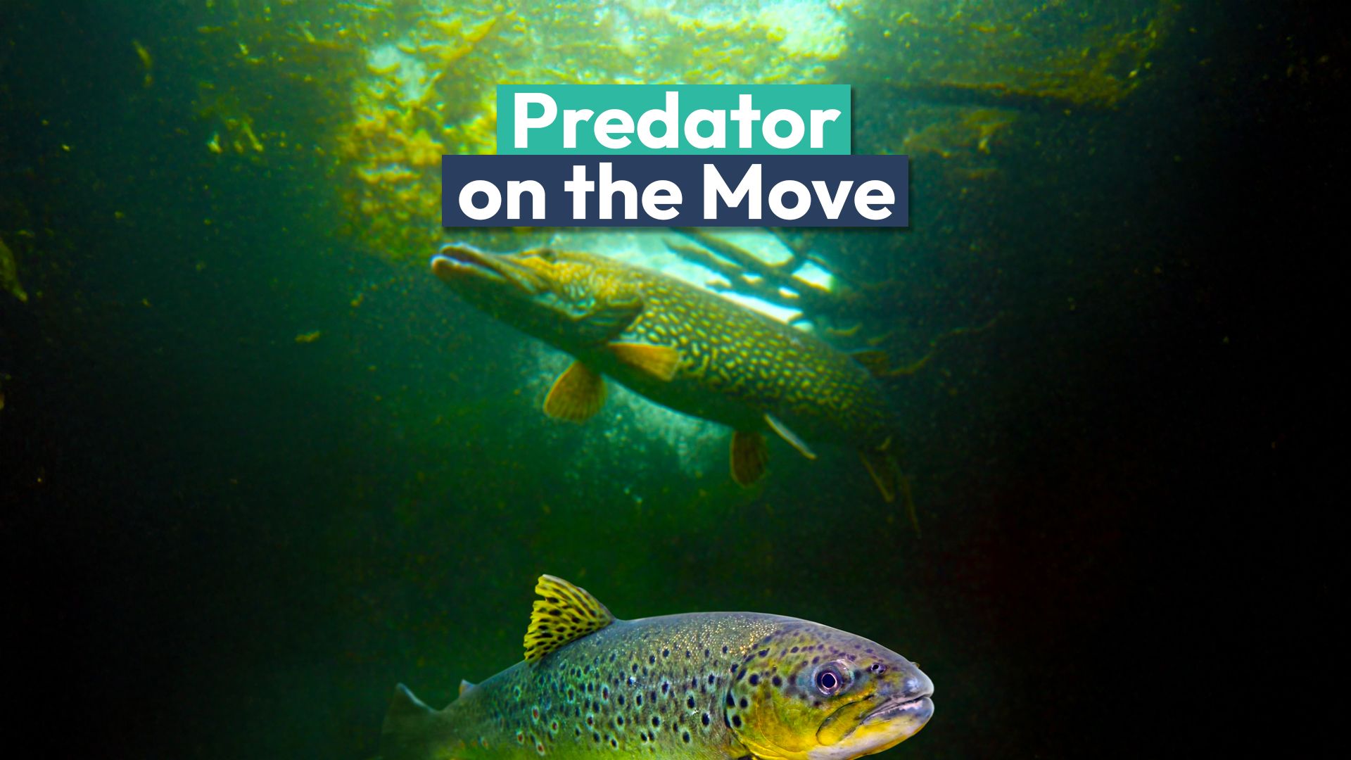 A Predator With Razor Teeth Is Moving Secretly Through This State's ...