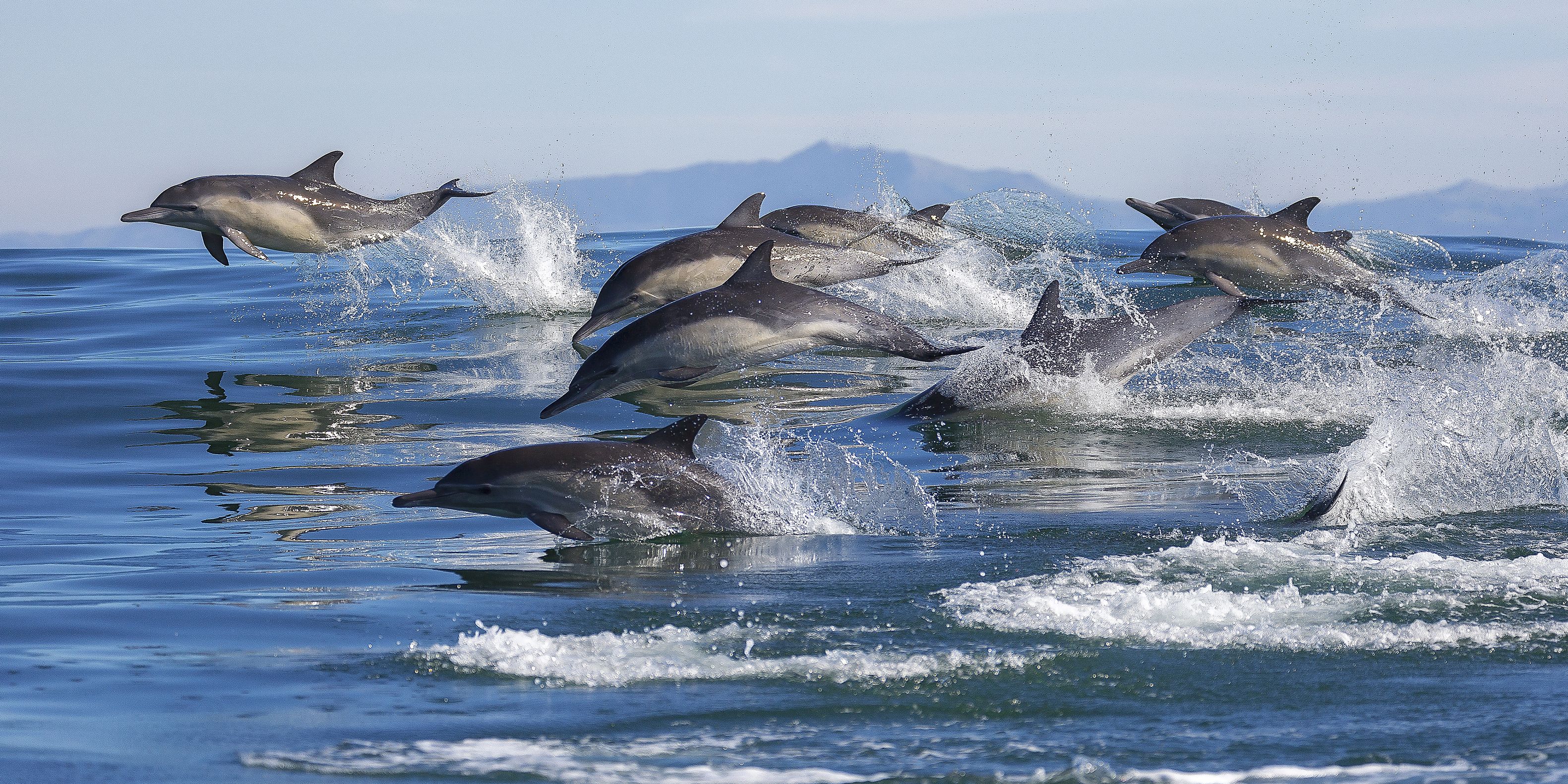 Spectacular, Rare Sight in California After "Super Pod" Containing ...