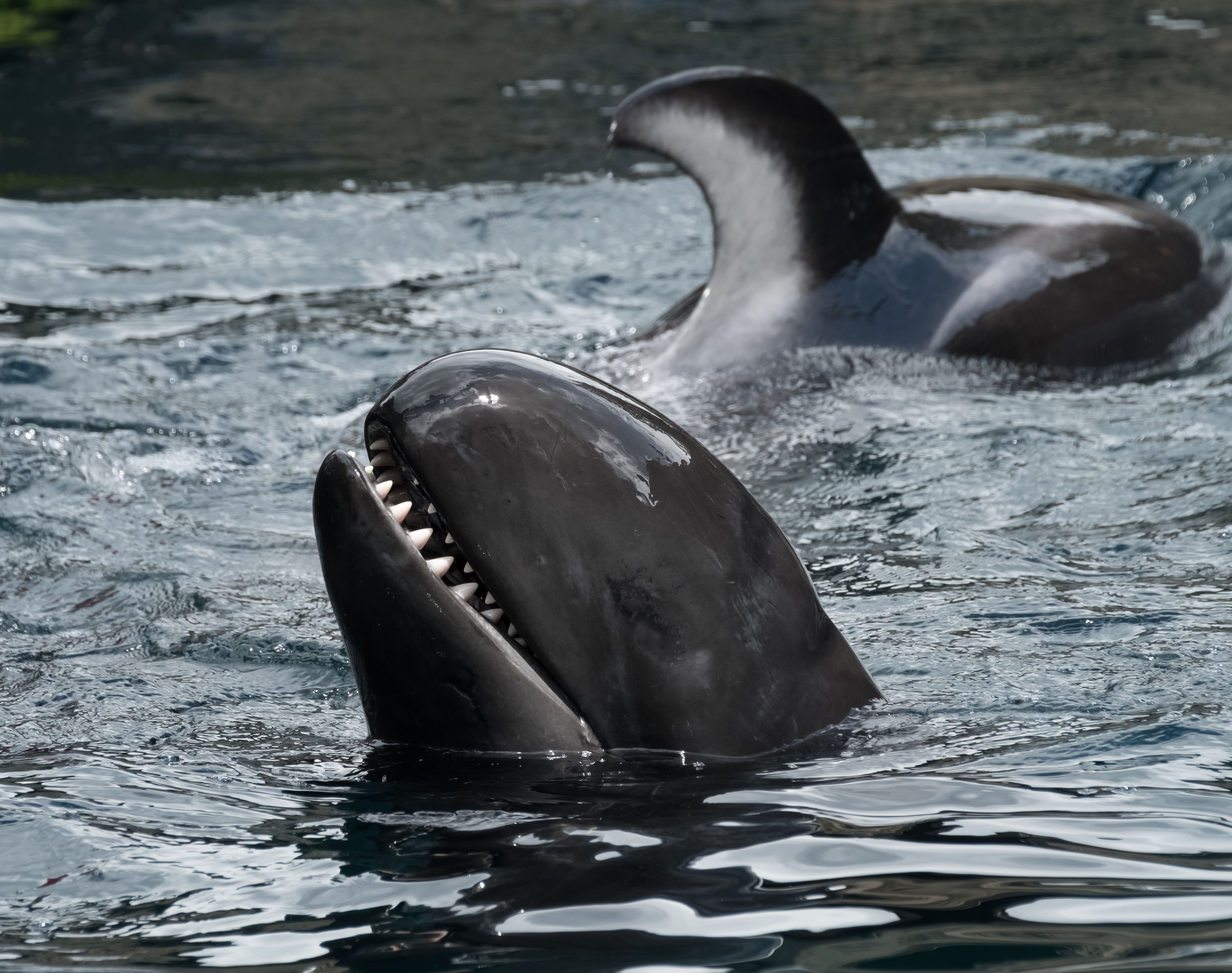 Pod of 157 False Killer Whales Stranded on Remote Tasmanian Beach in ...
