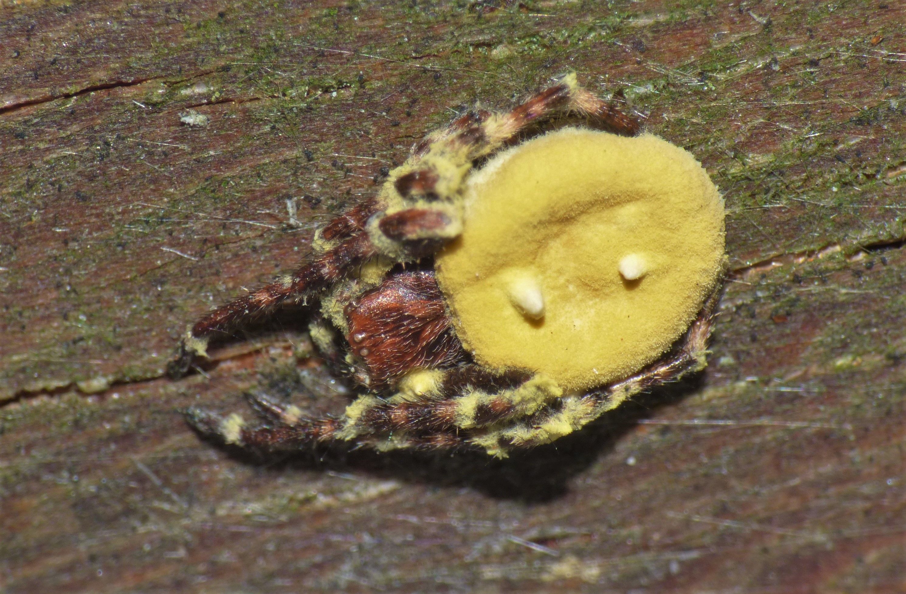 Zombie Fungus Named After Celebrity Attacks Spiders In The British Isles