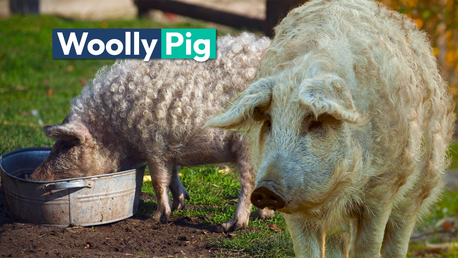 Meet The Rare Pig You'd Easily Mistake For A Sheep