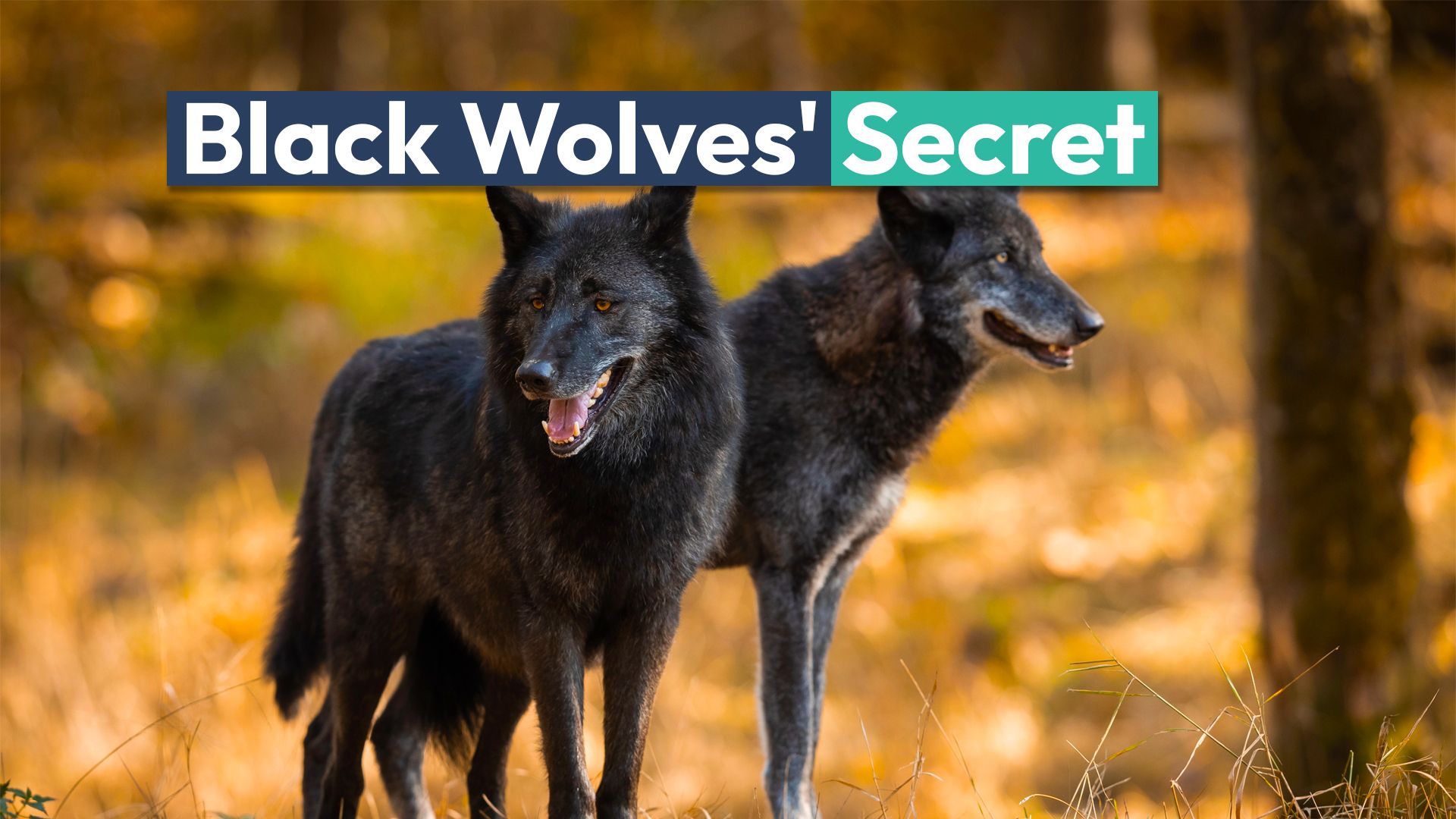 Dark Wolves Why Do Wolves' Eyes Glow In The Dark? | Wolf Conservation