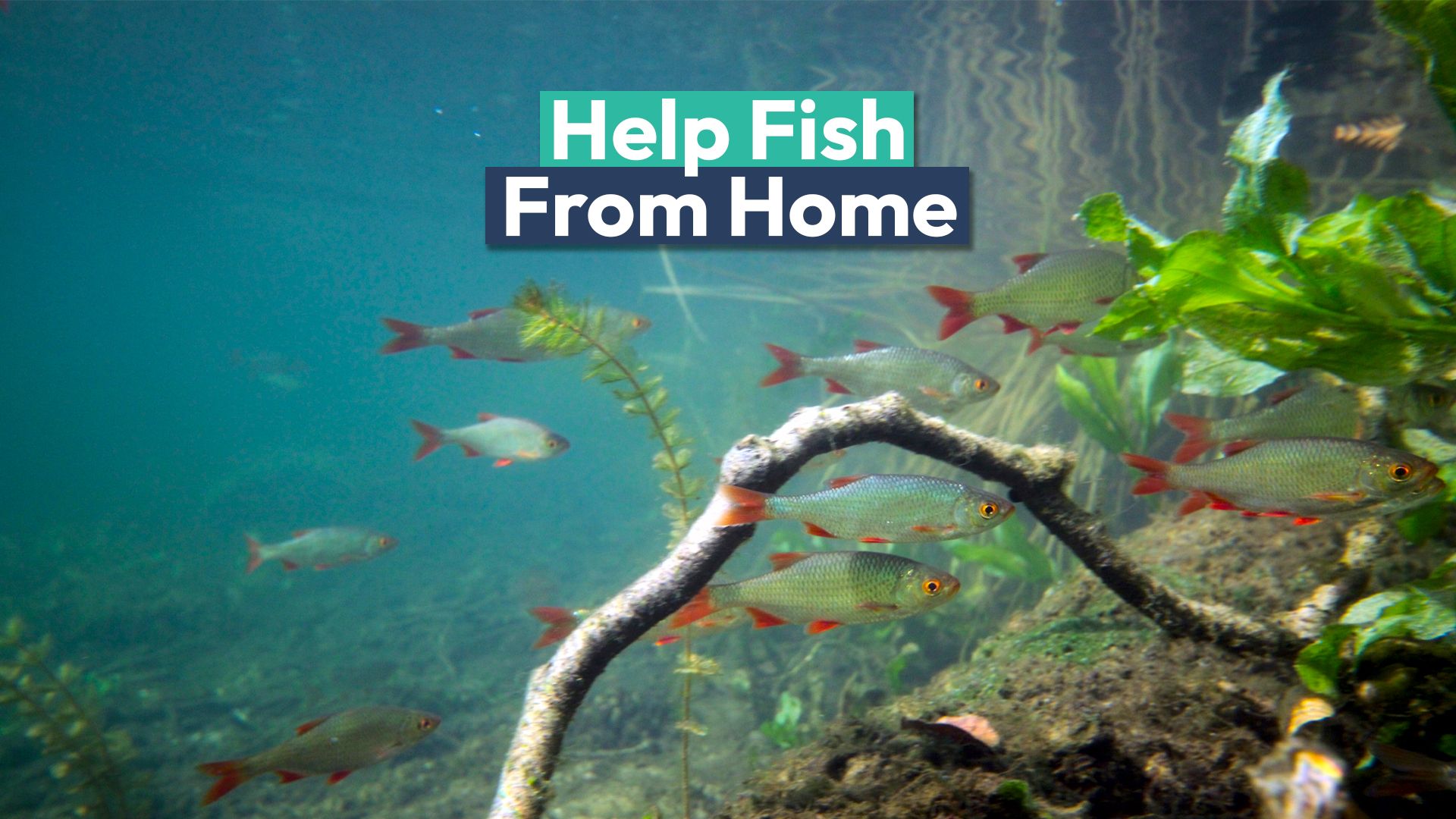 ソファから魚を救う:ウイルスの「魚のドアベル」はこの春にすぐに始まります ソファから魚を救う:ウイルスの「魚のドアベル」はこの春にすぐに始まります