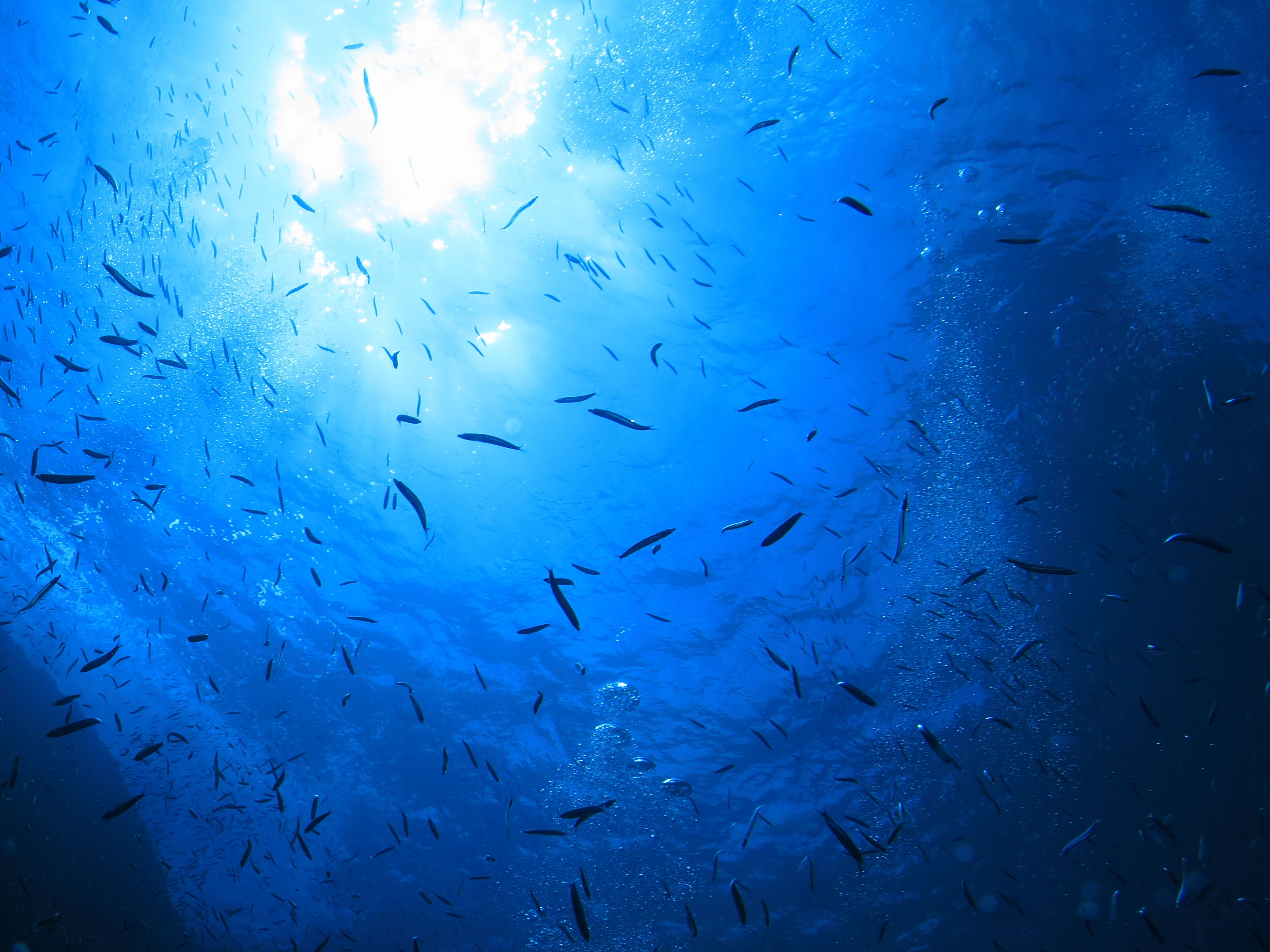 Scientists Shocked and Elated by Return of "World's Rarest" and Long ...