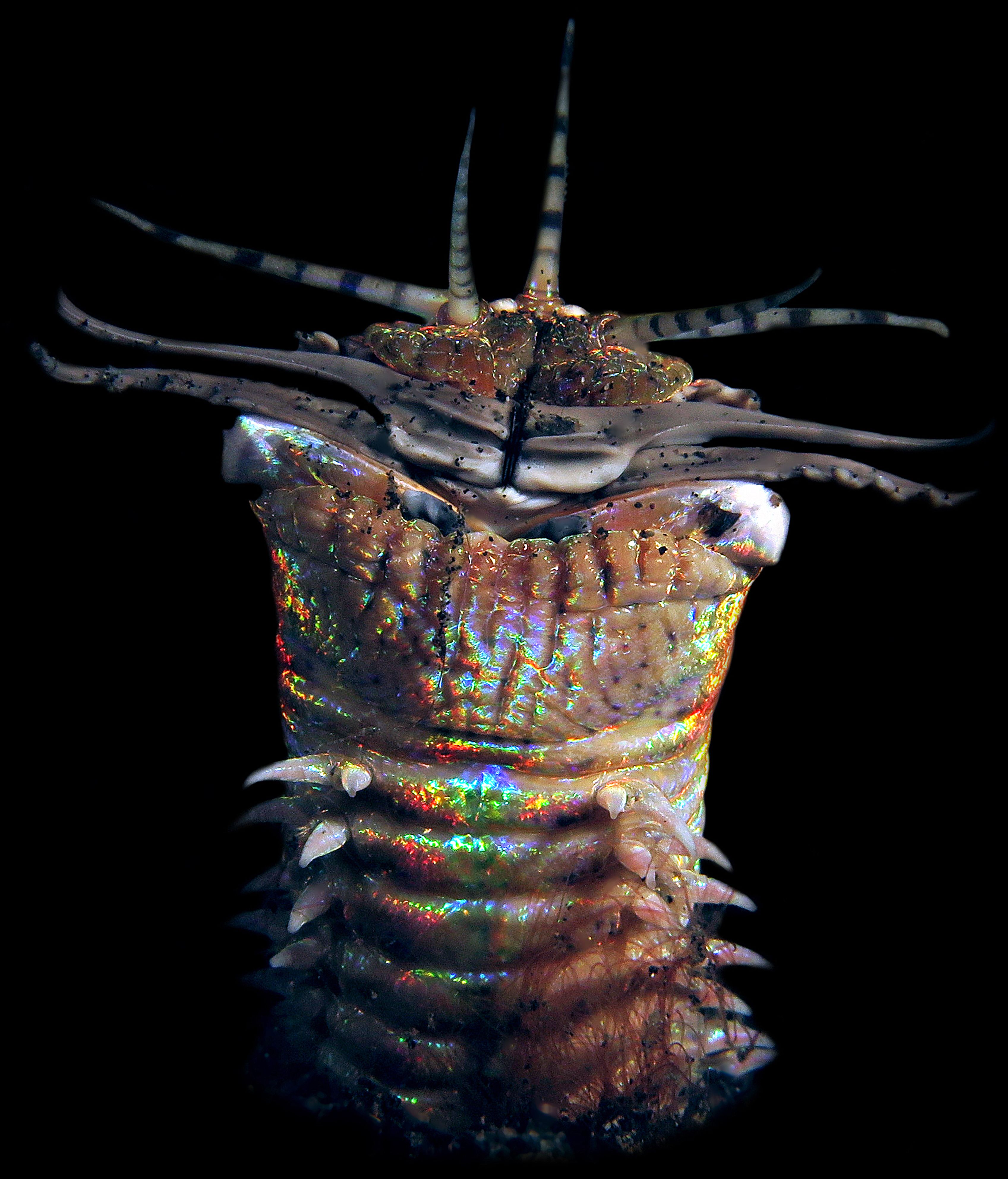 Bobbit Worm: A Gorgeous Creature That Slices Fish In Two