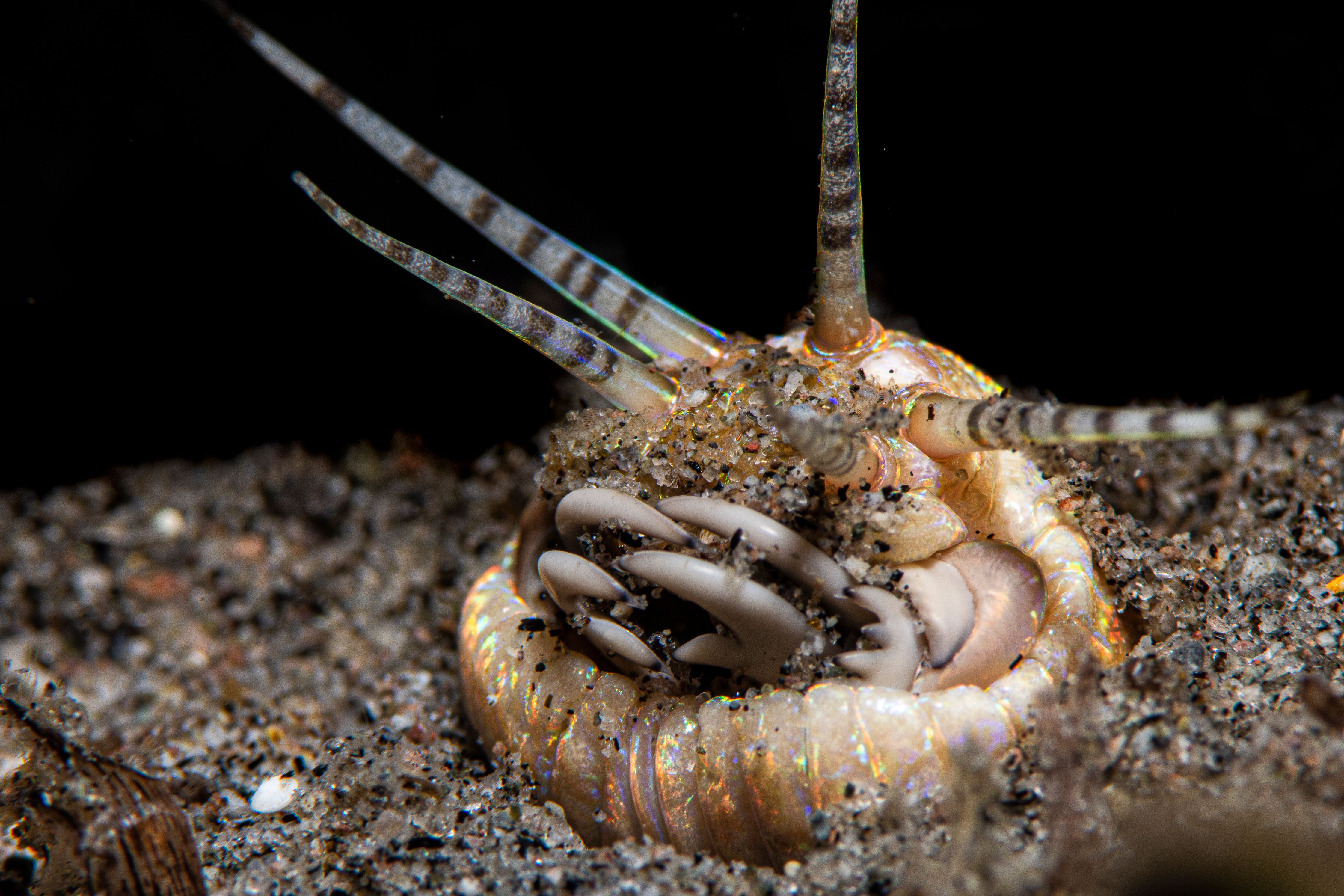 Bobbit Worm: A Gorgeous Creature That Slices Fish In Two
