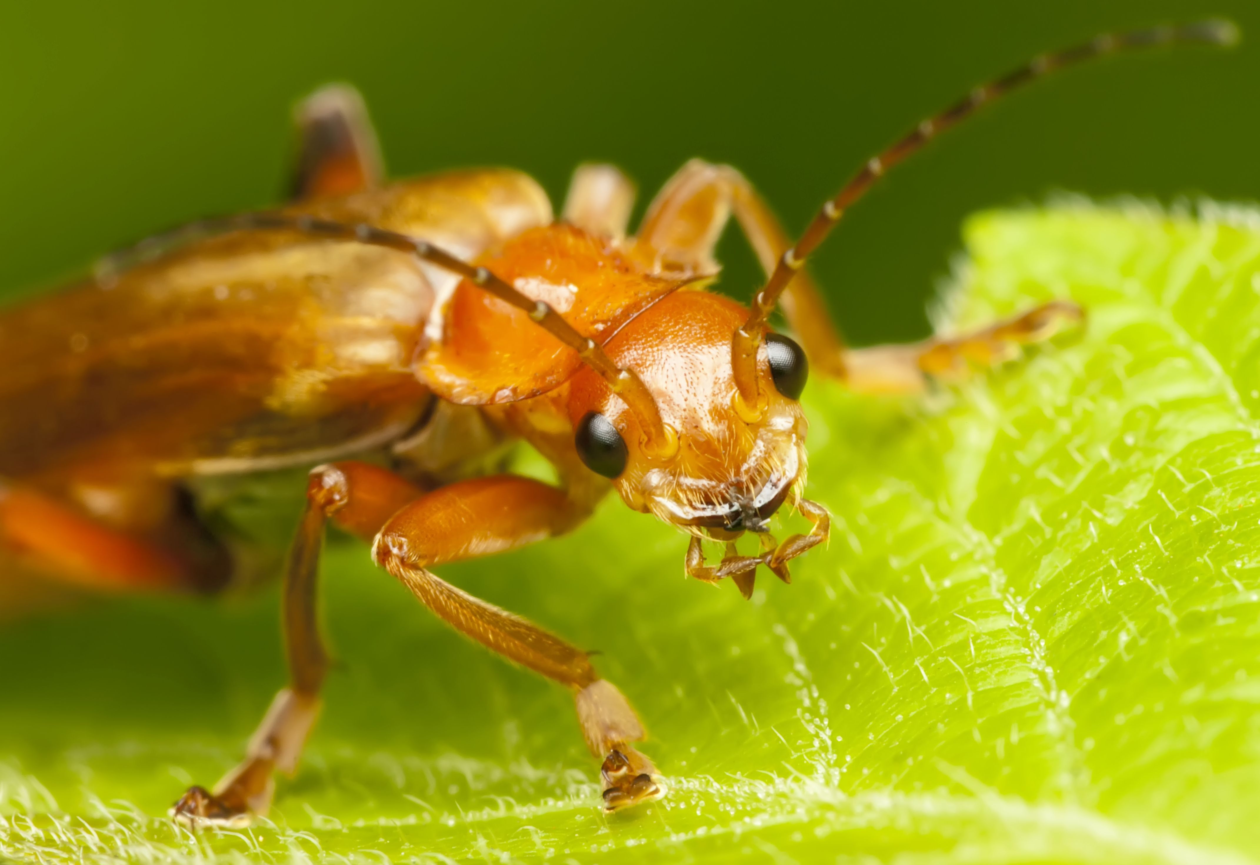 Touring The Lady Washington: The Rea-Life "HMS Intercepter"From Pirates ...